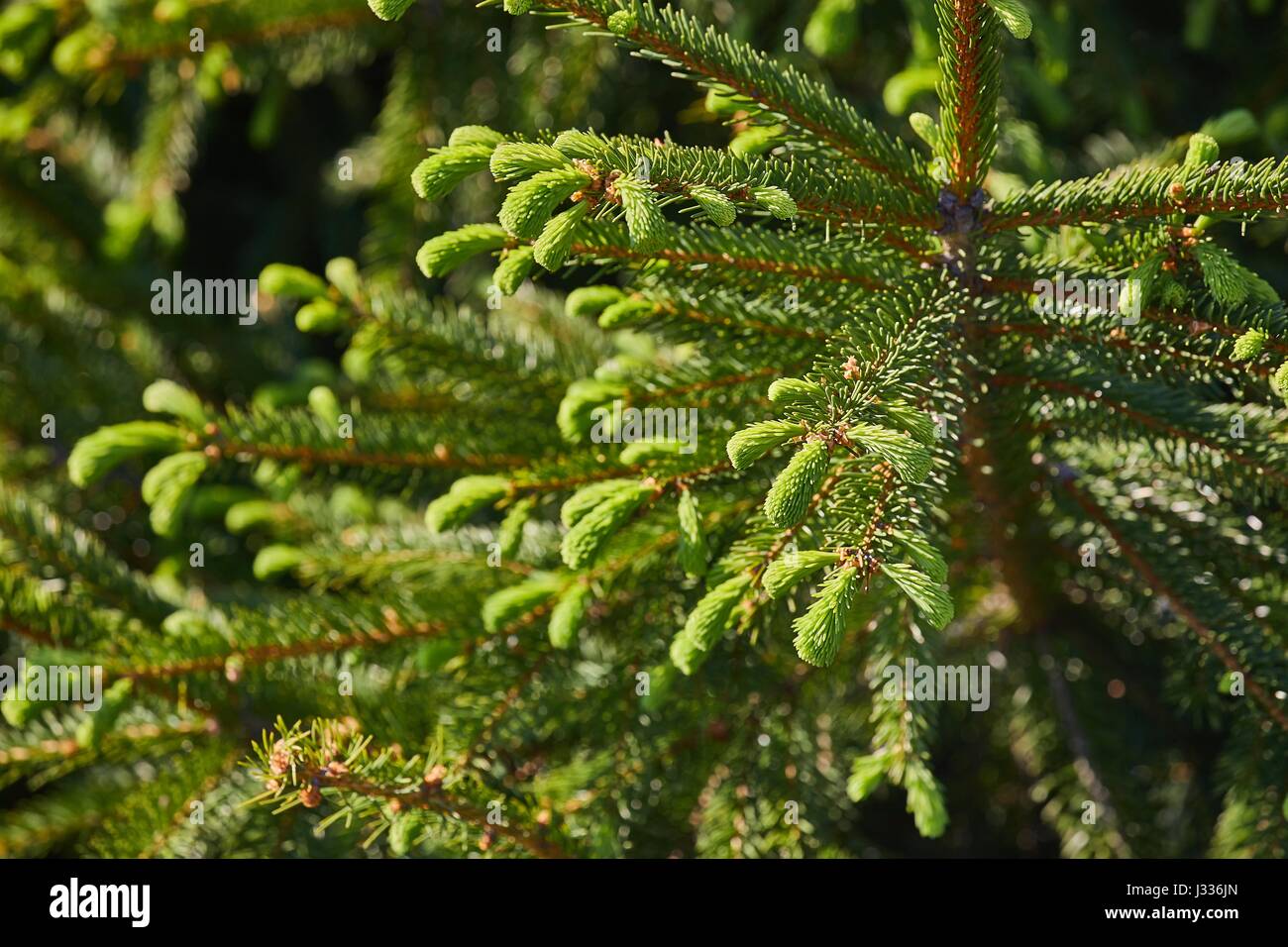 Pine Tree Closeup Stock Photo - Alamy