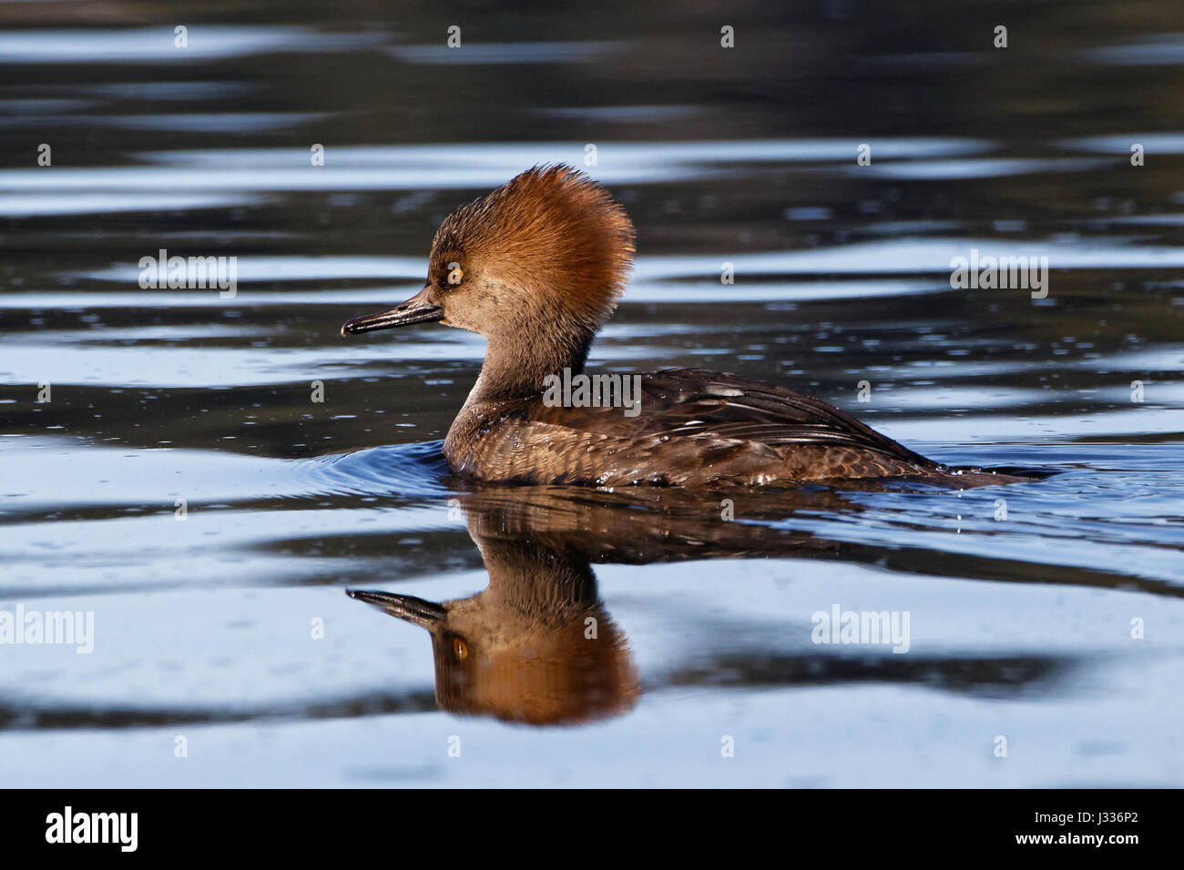 Female hooded merganser hi-res stock photography and images - Alamy