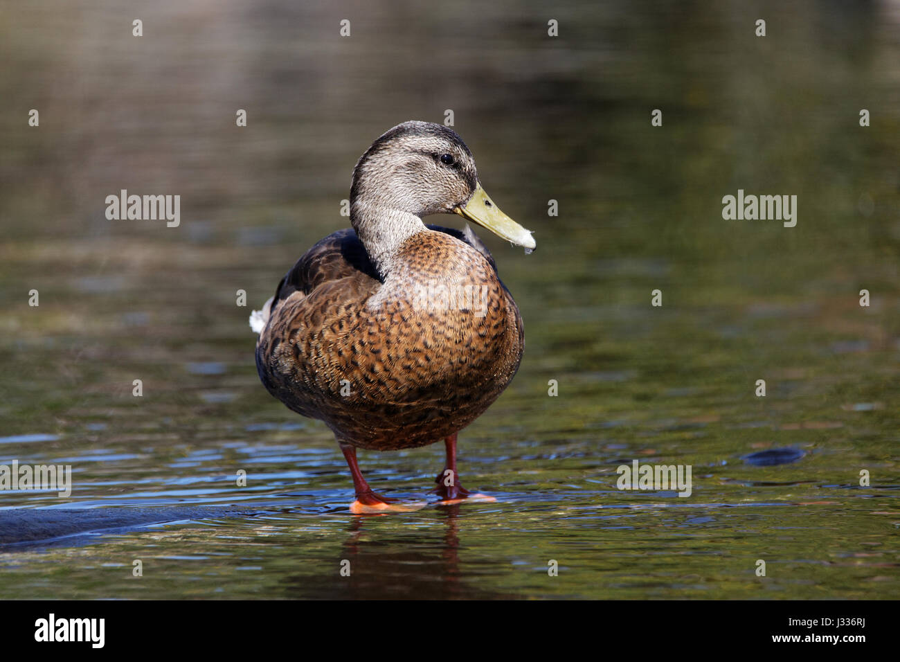 Mallard resting at streams edge Stock Photo - Alamy