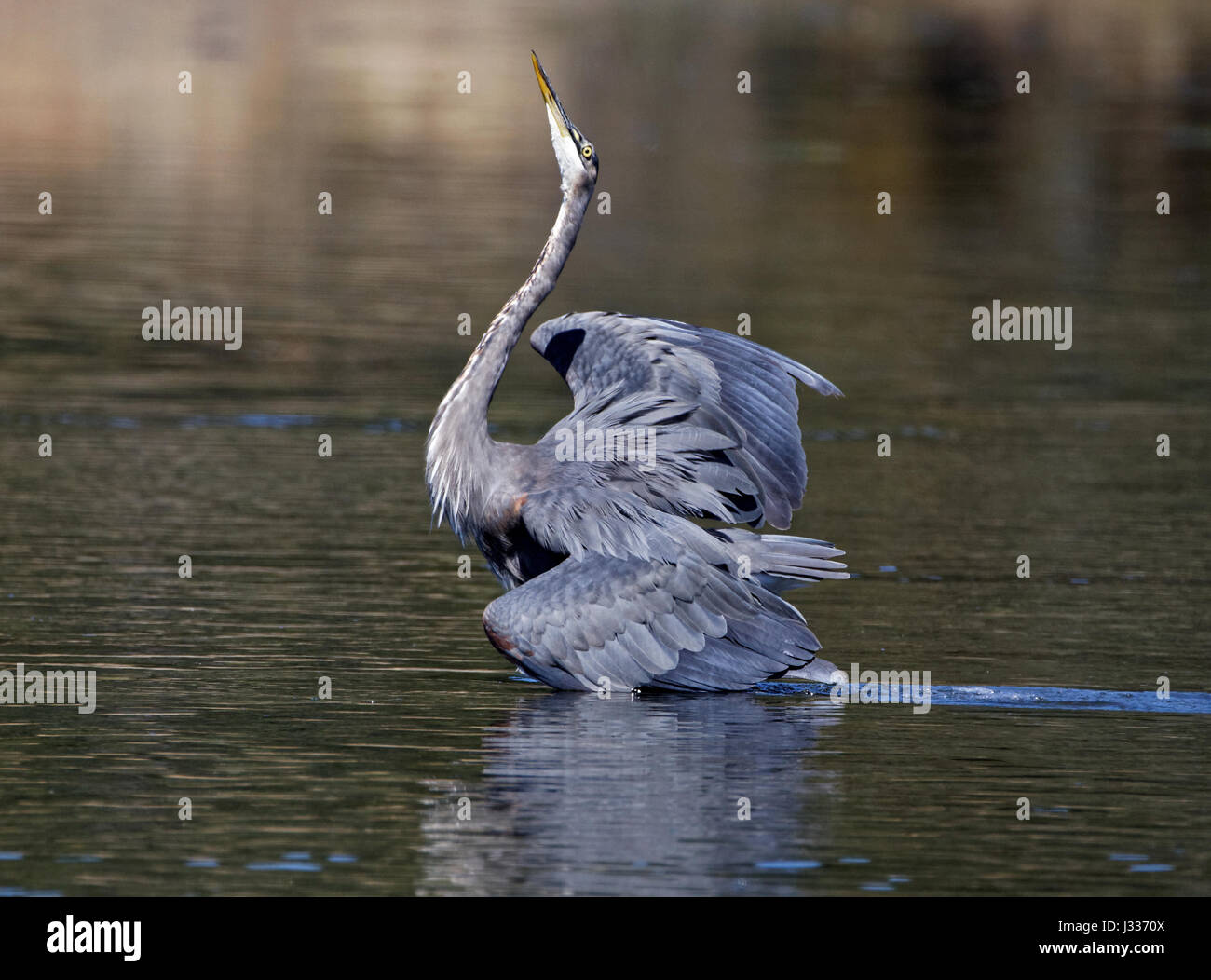 British wading birds hi-res stock photography and images - Alamy