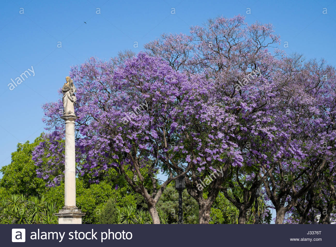 Jacaranda Blossoms High Resolution Stock Photography and Images - Alamy
