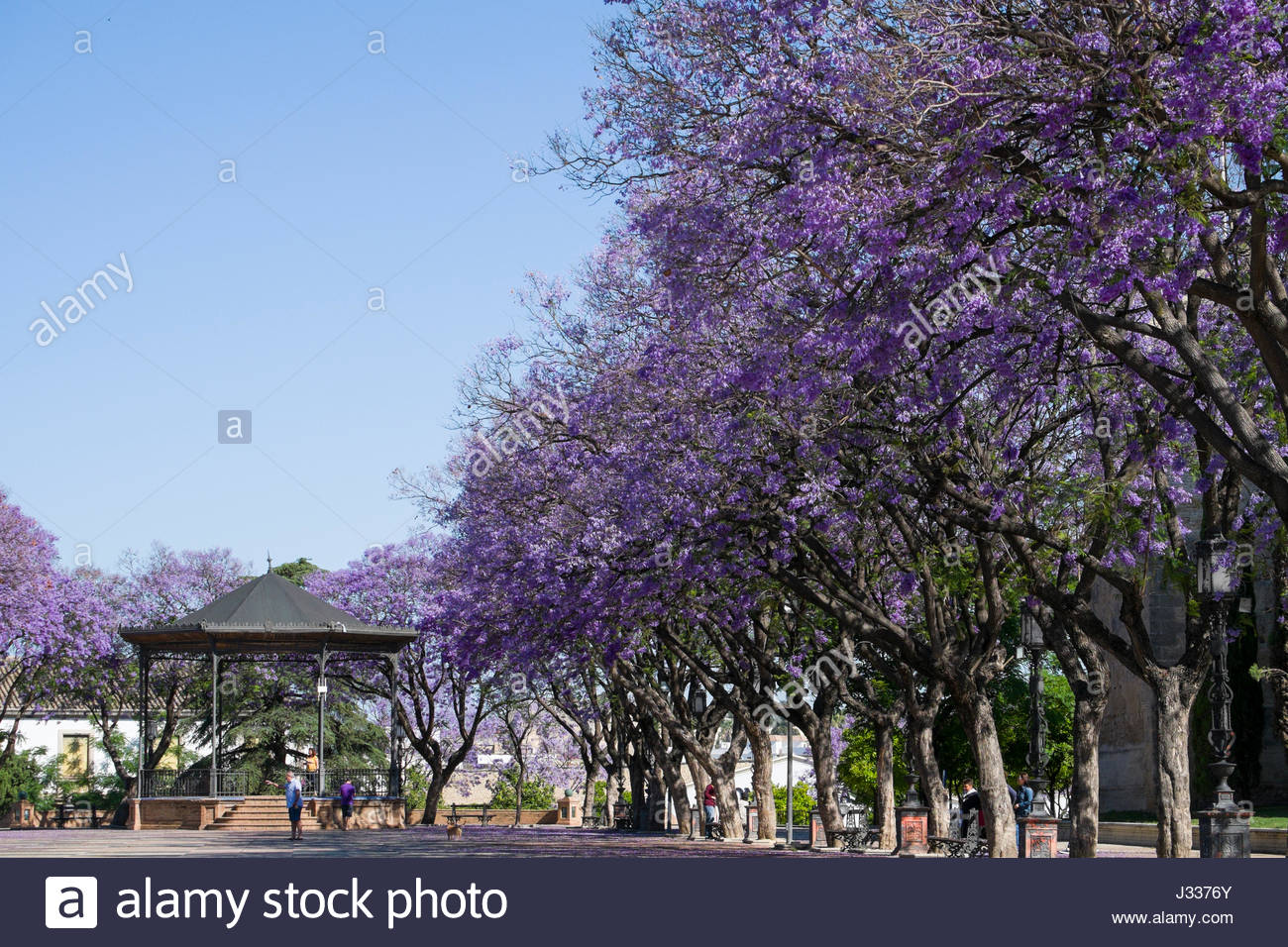 Jacaranda Trees Jerez High Resolution Stock Photography and Images - Alamy