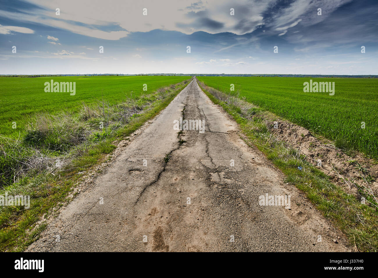 Empty road going through a wheat field Stock Photo - Alamy