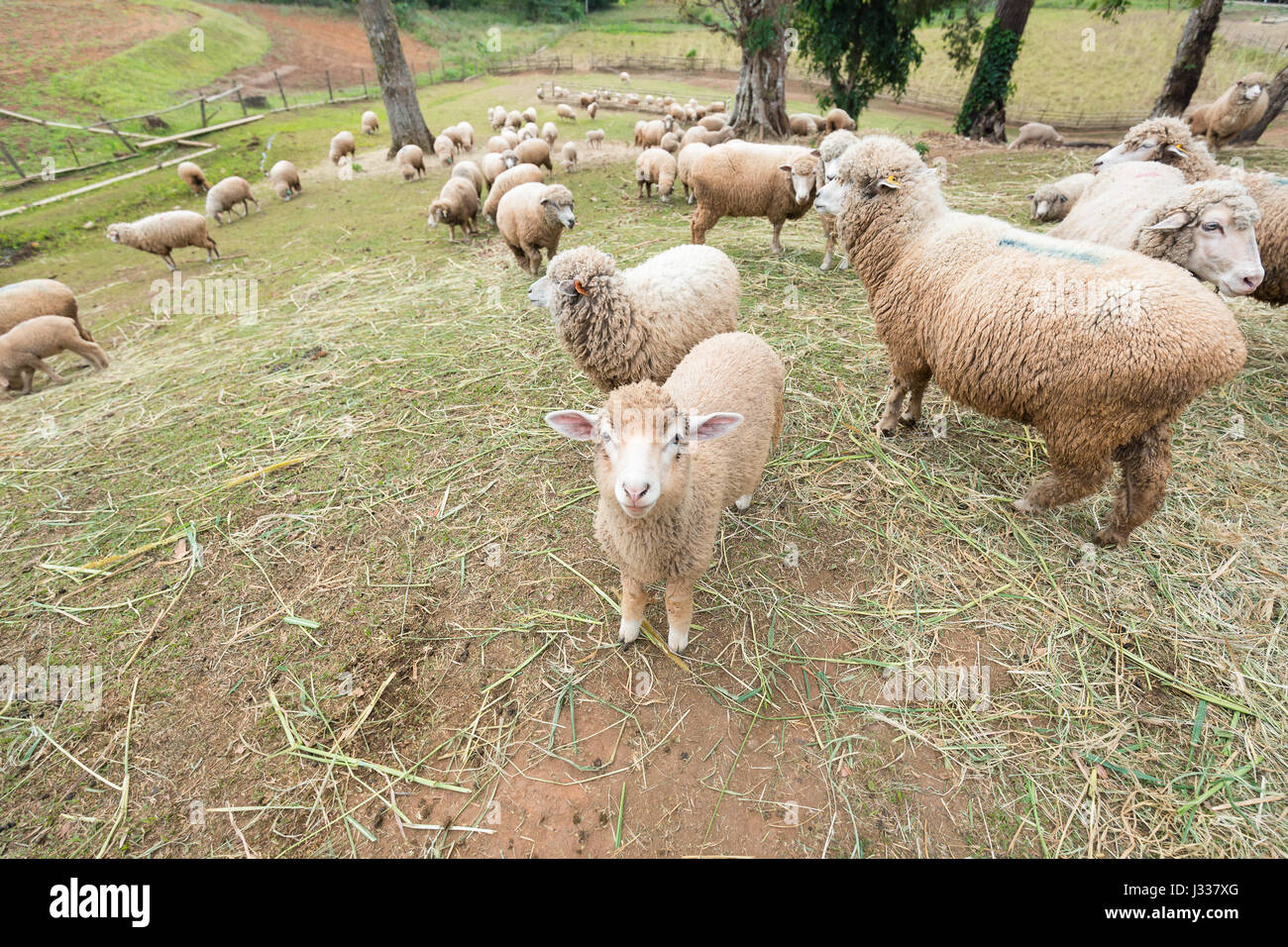 Close focus on a brown fur baby sheep in the group of sheep inside ...