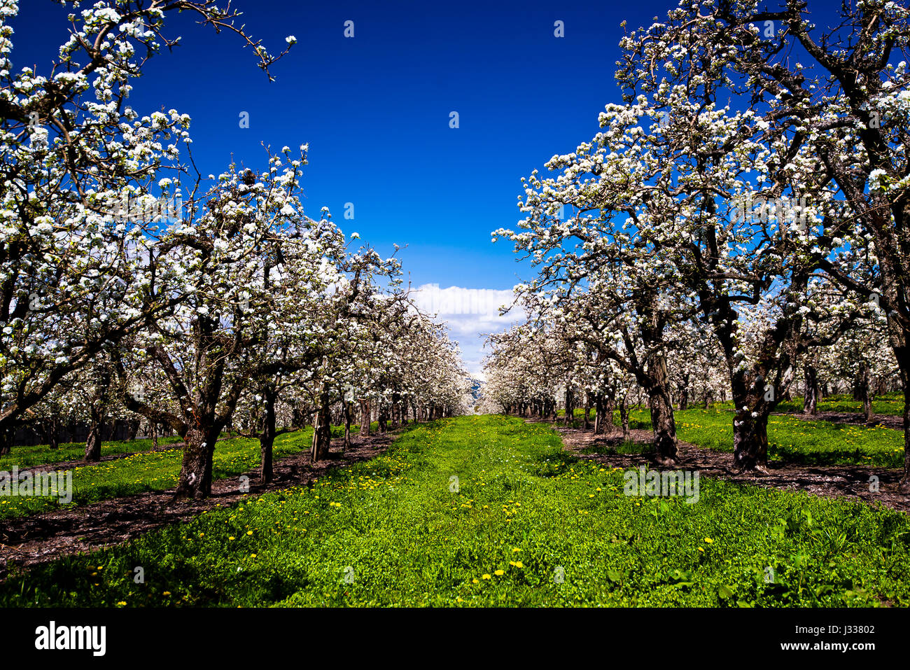Amazingly beautiful plantation white flowering fruit trees stretching ...