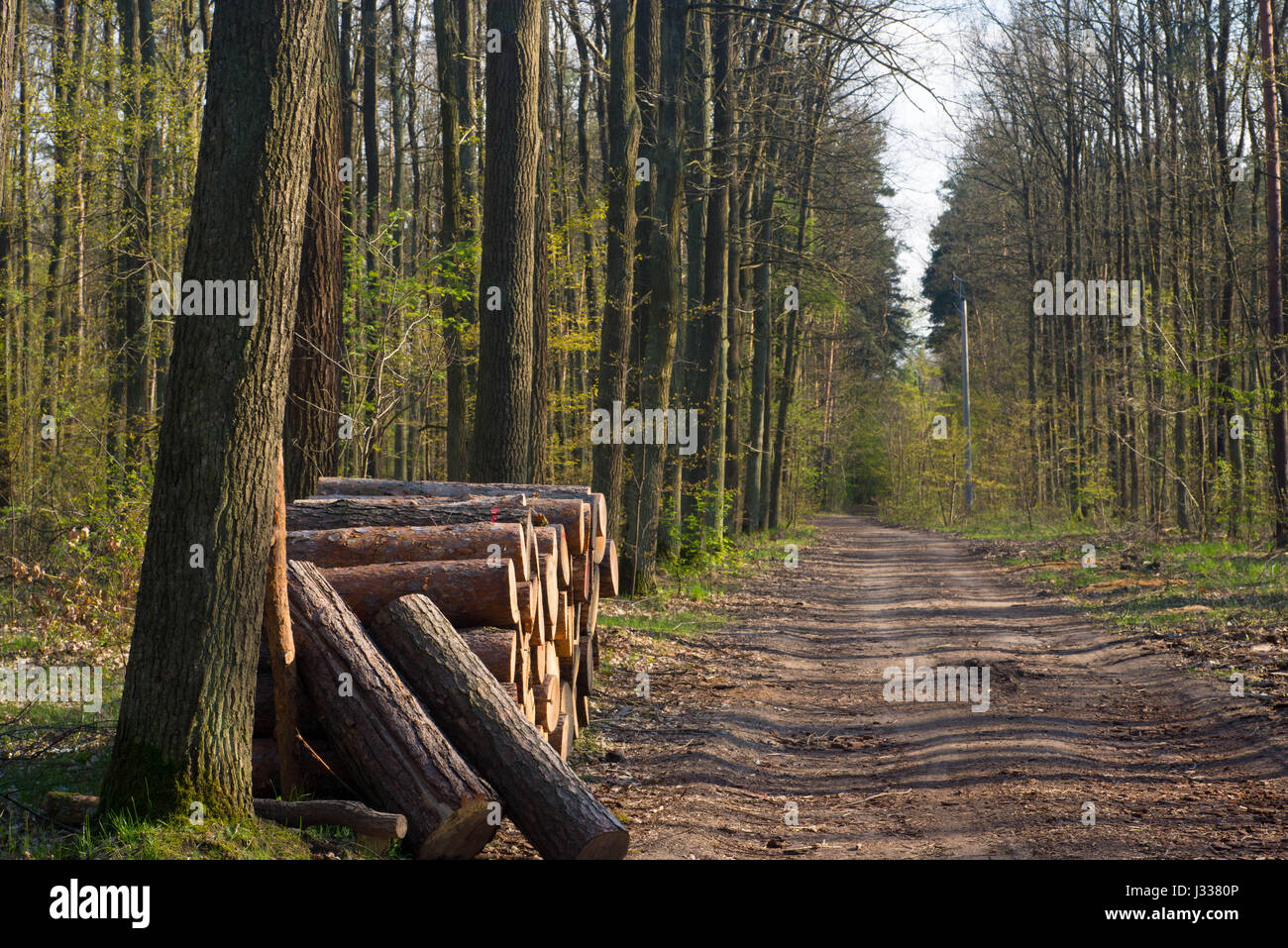 Woodpile scene hi-res stock photography and images - Alamy