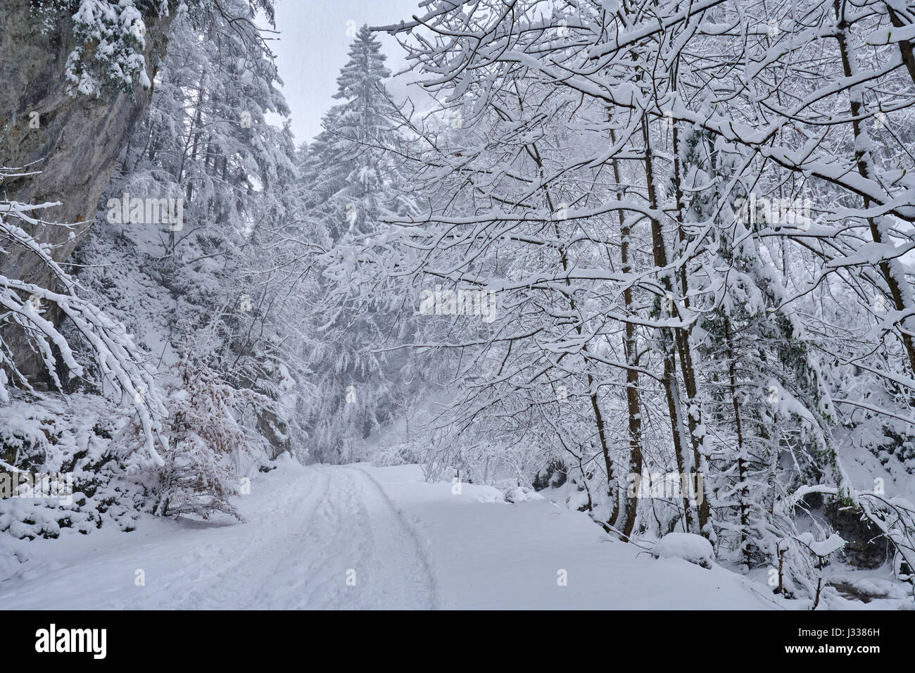 Road through the forest in winter or late spring Stock Photo - Alamy