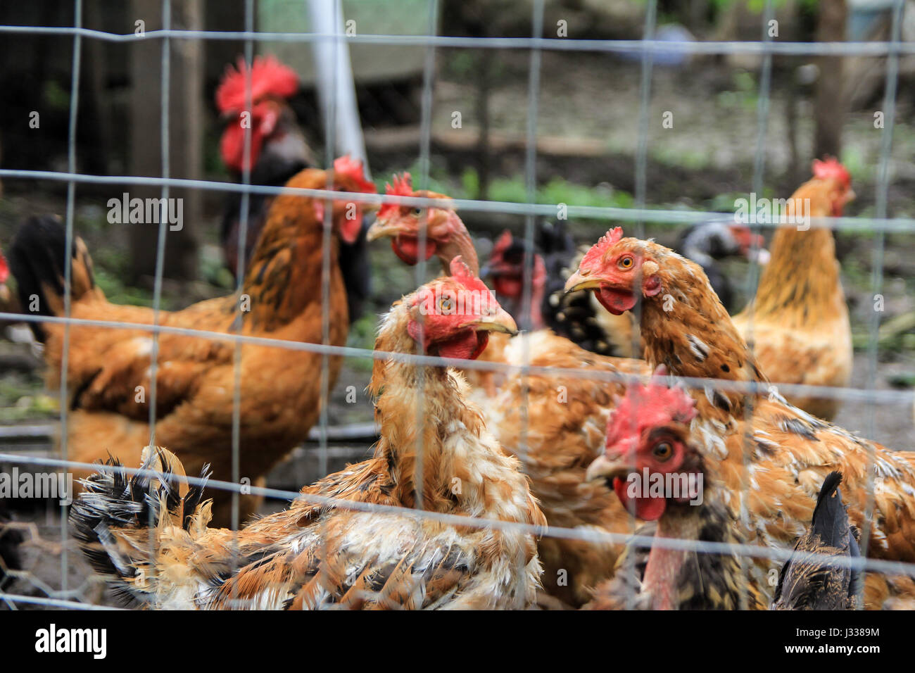 Chickens behind fence hi-res stock photography and images - Alamy