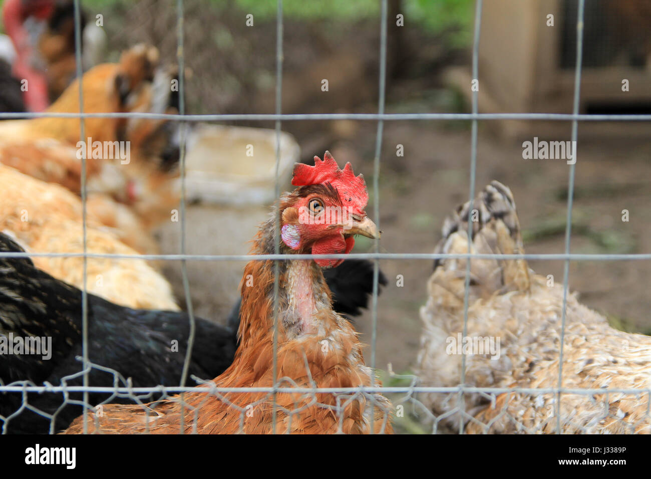 Chickens behind fence hi-res stock photography and images - Alamy