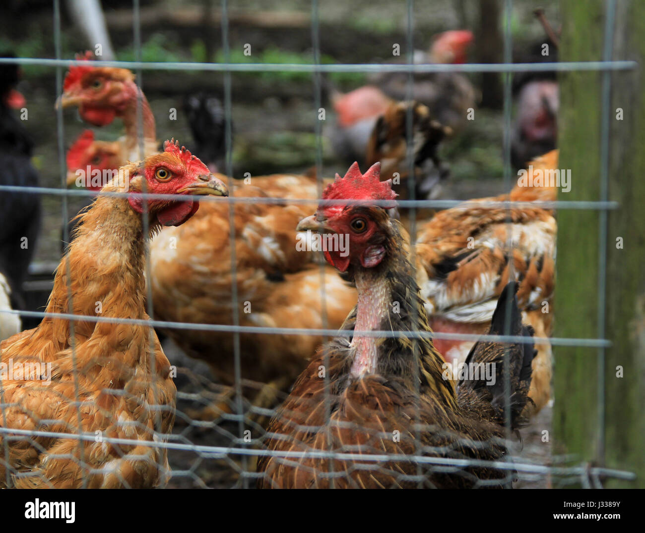Chickens behind fence hi-res stock photography and images - Alamy