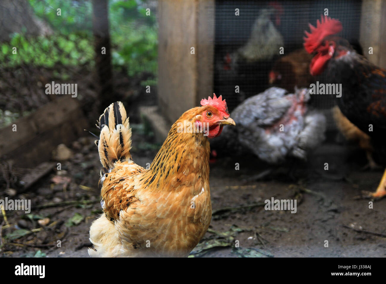 Chickens behind fence hi-res stock photography and images - Alamy
