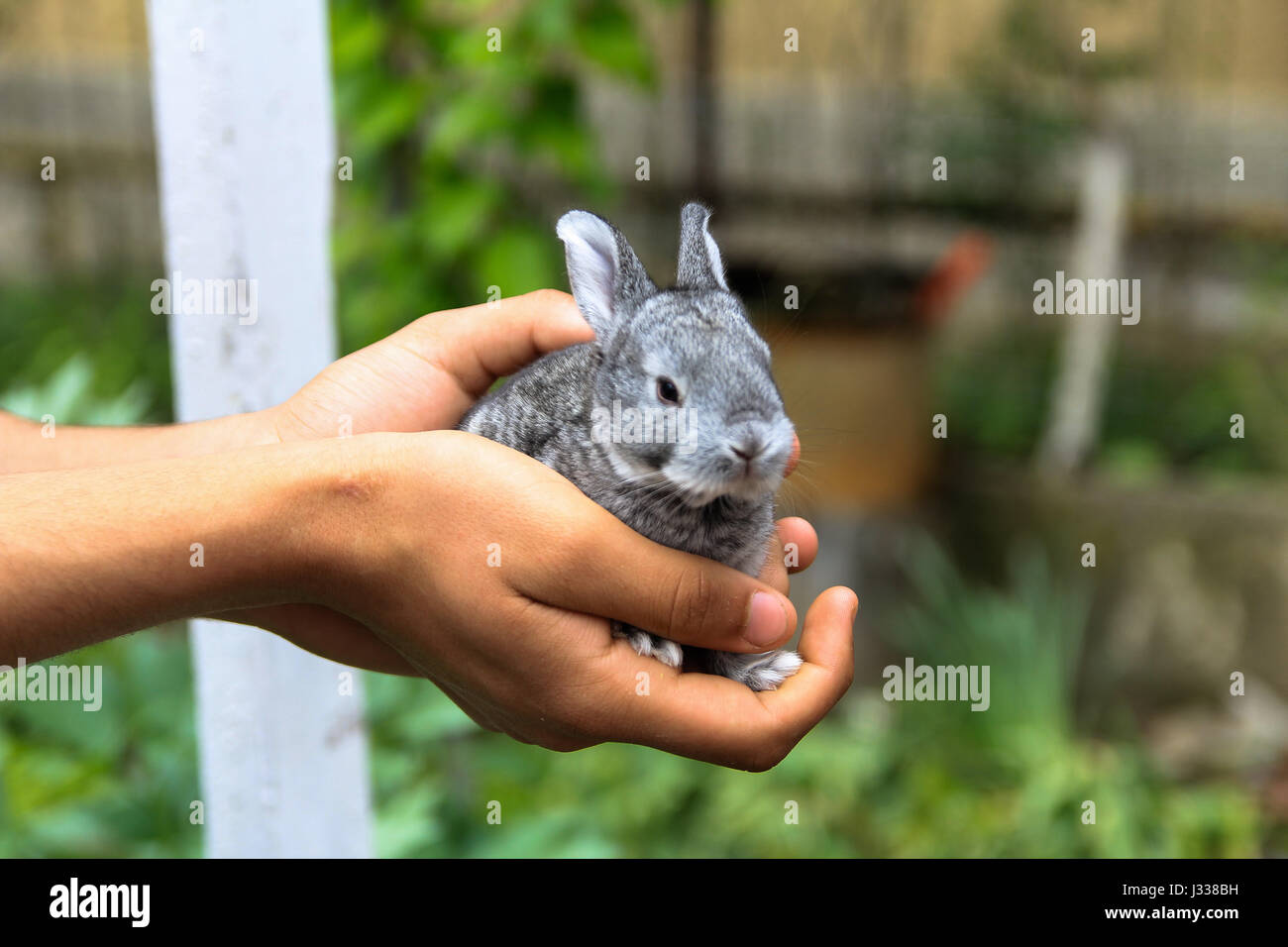 Hands holding rabbit hi-res stock photography and images - Alamy