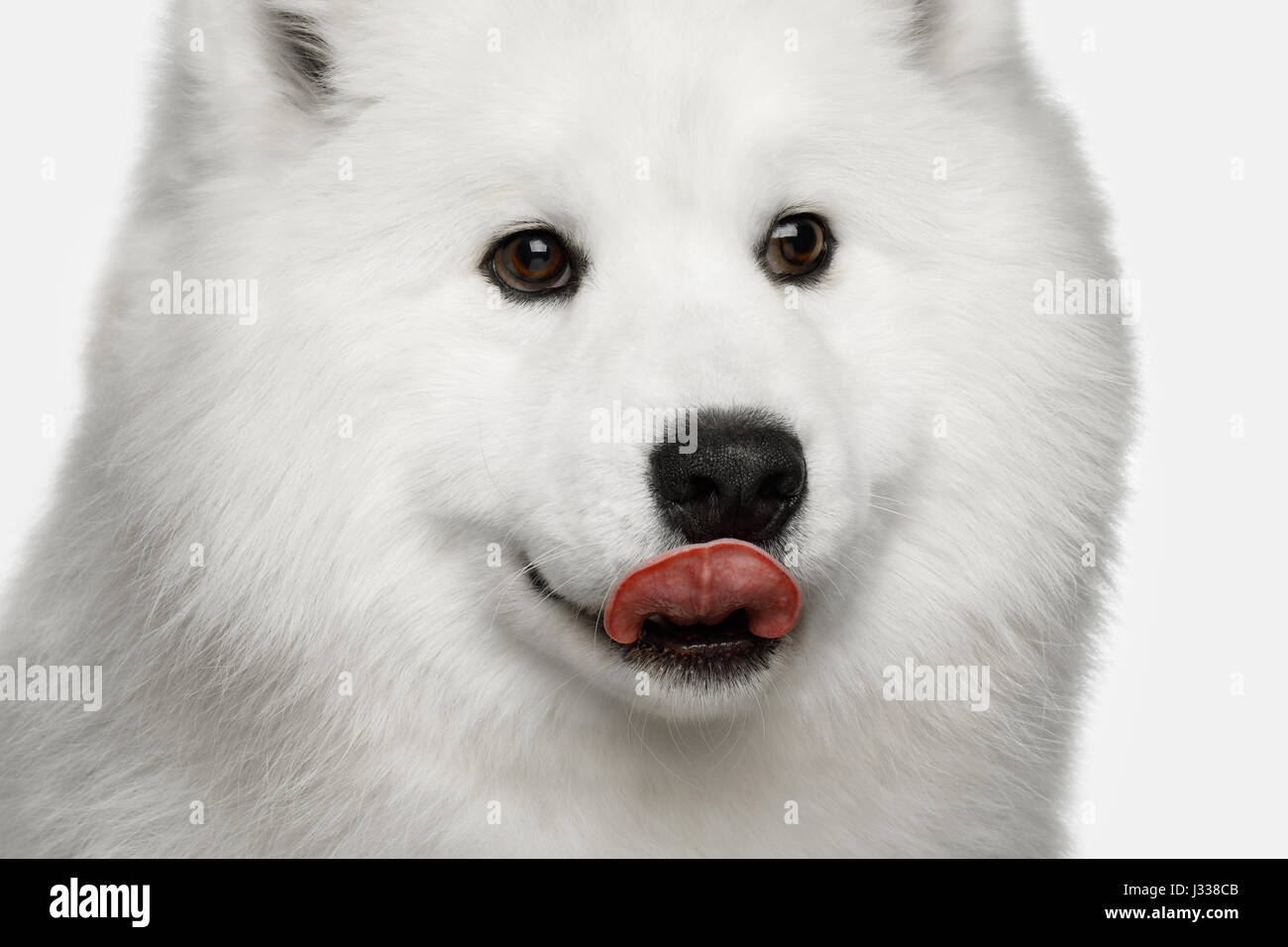 Samoyed dog isolated on White background Stock Photo - Alamy