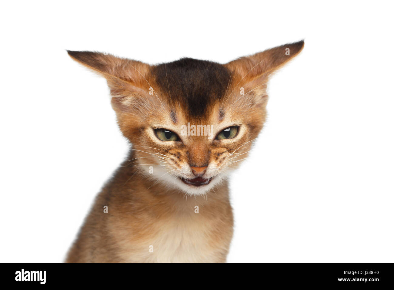Portrait of Angry Kitten on Isolated White Background Stock Photo - Alamy
