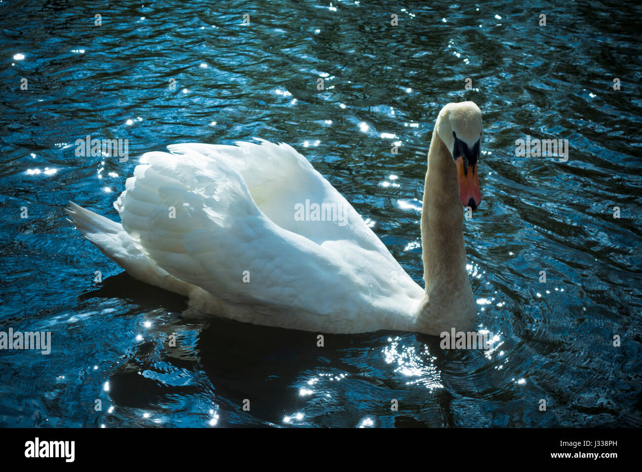 white mute swan swimming in a river Stock Photo - Alamy