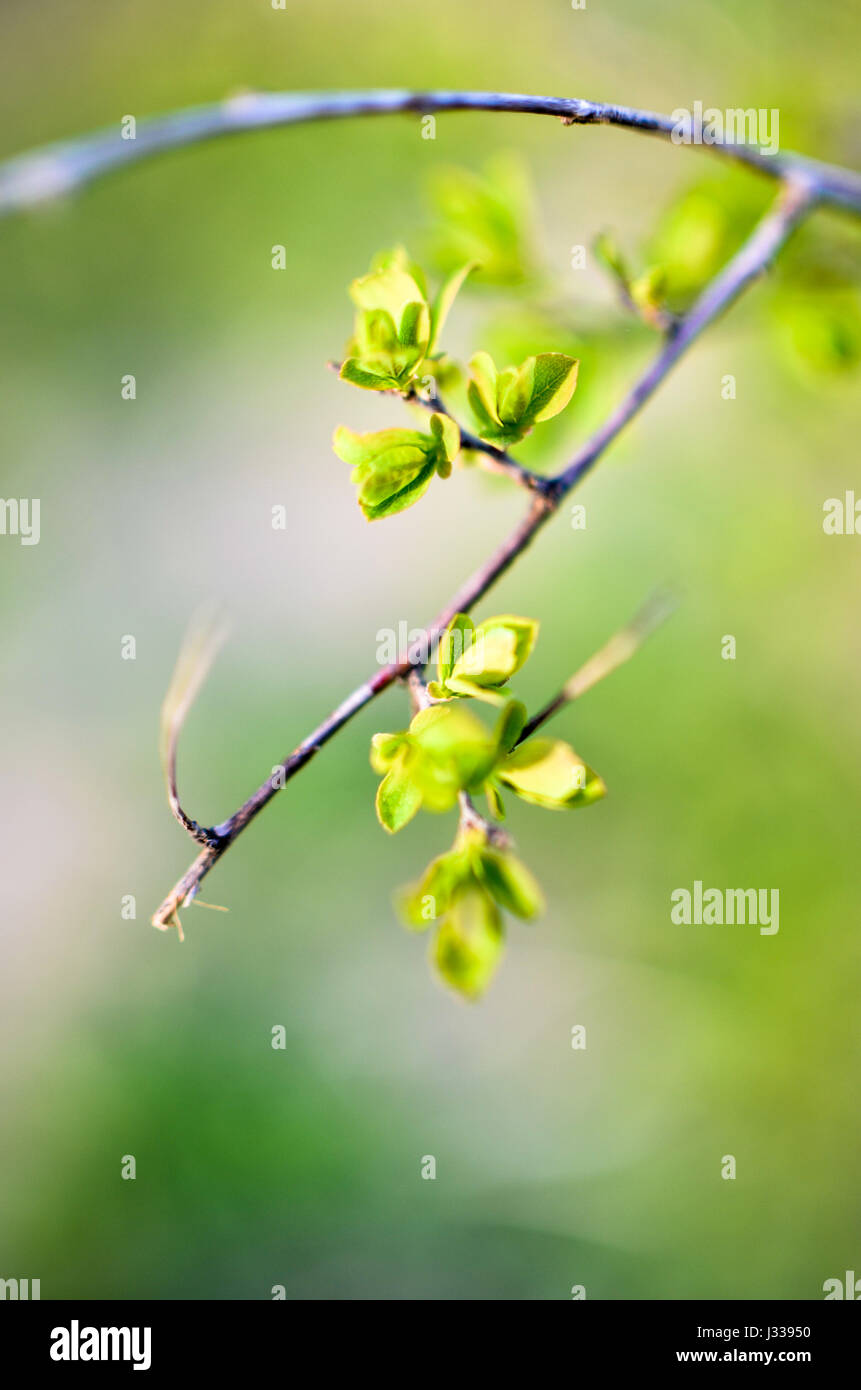 Macro spring view of tree brunch with green fresh lovely leaves buds ...