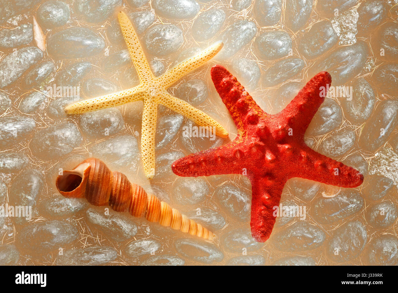 Sea shell and stars in light closeup Stock Photo - Alamy