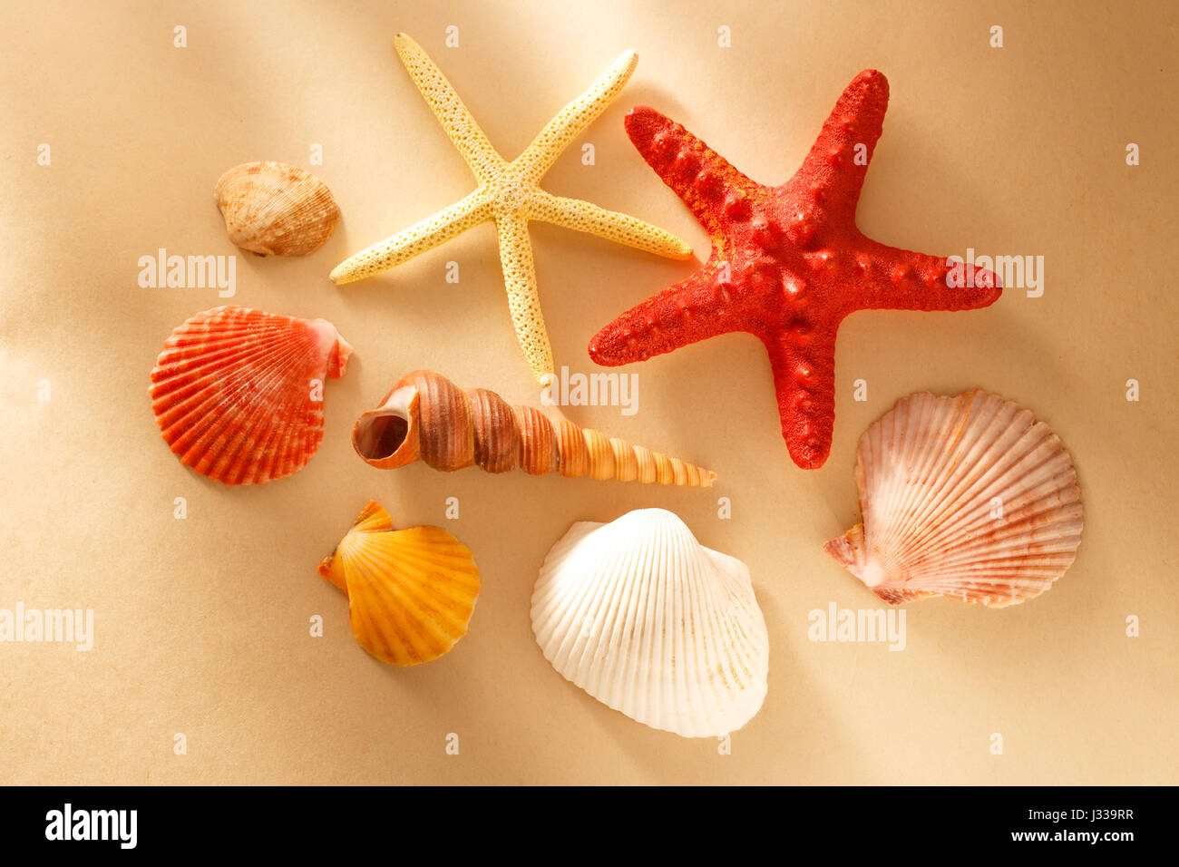 Collection of sea shells and stars in closeup Stock Photo - Alamy