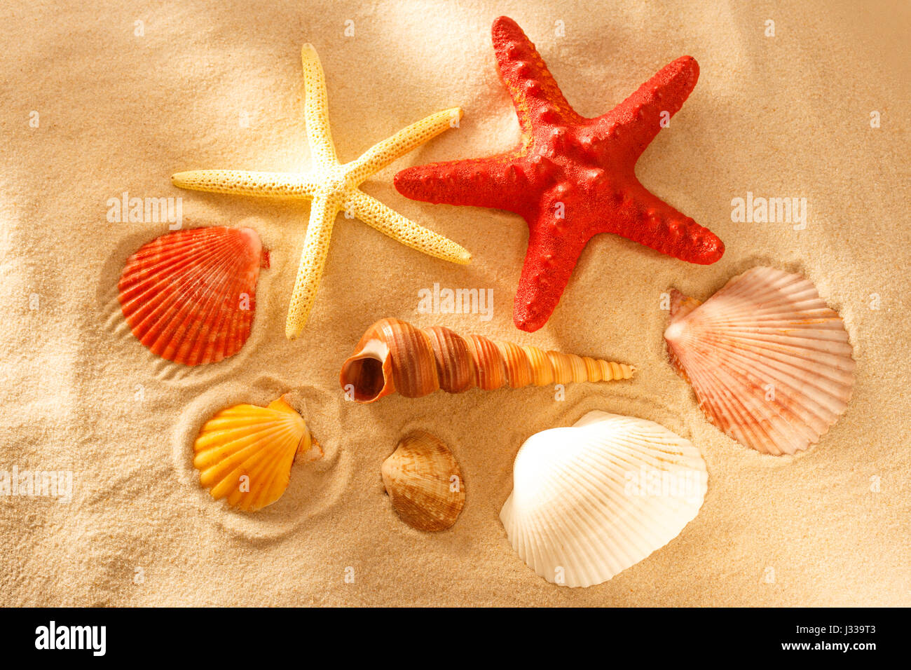 Collection of sea shells and stars in closeup Stock Photo - Alamy