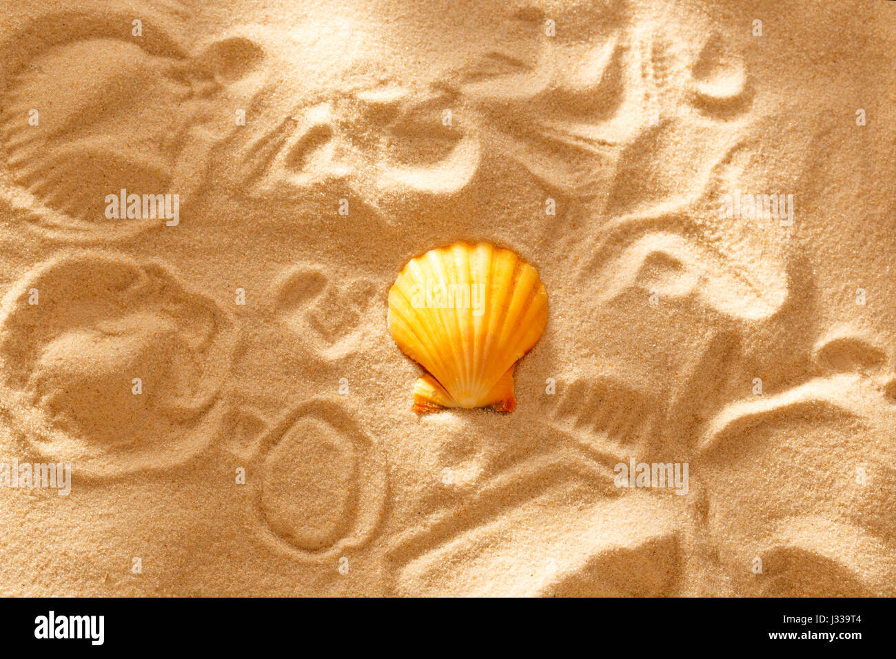 Sea shell and prints on sand in light Stock Photo - Alamy