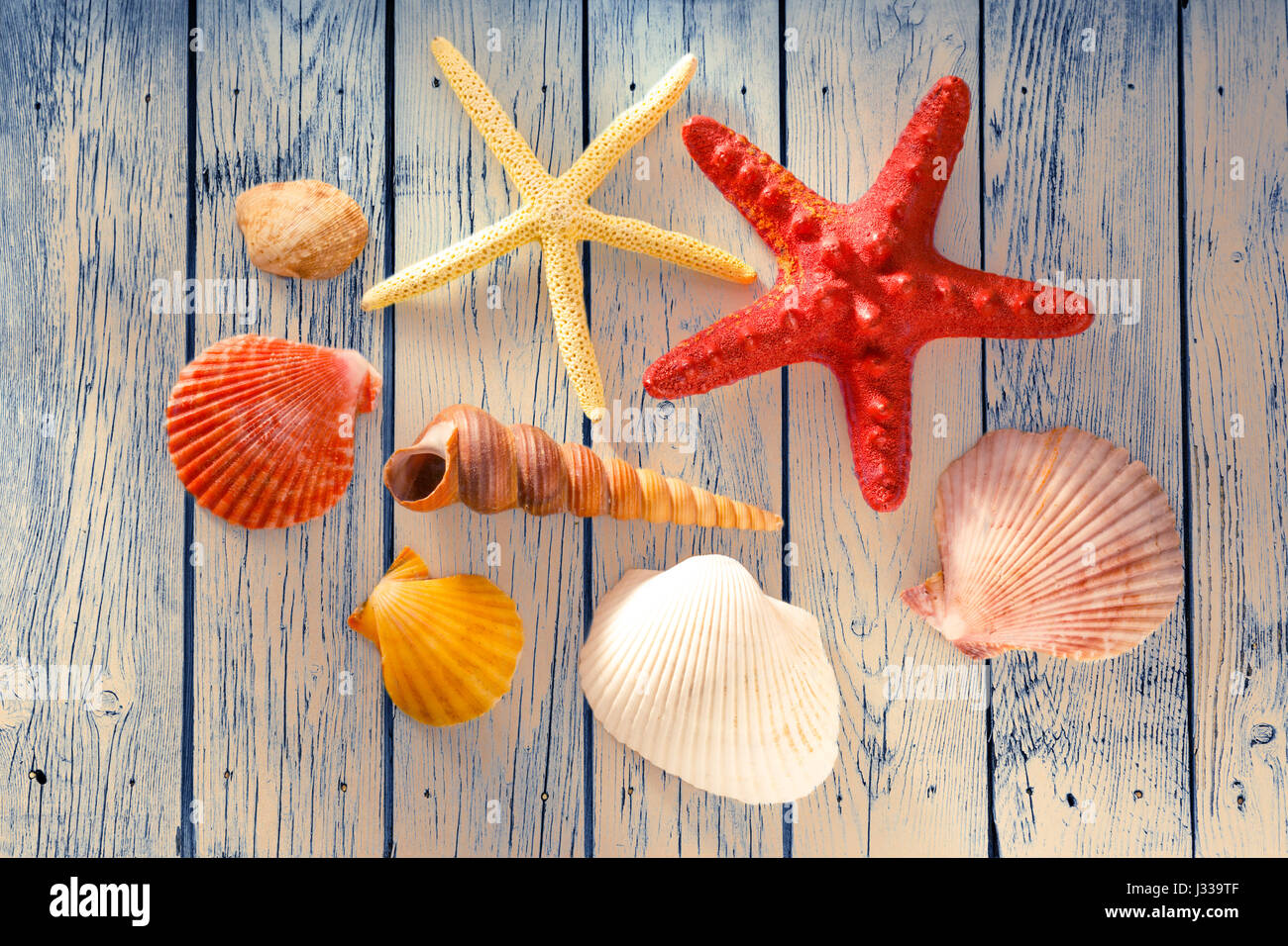 Collection of sea shells and stars in closeup Stock Photo - Alamy