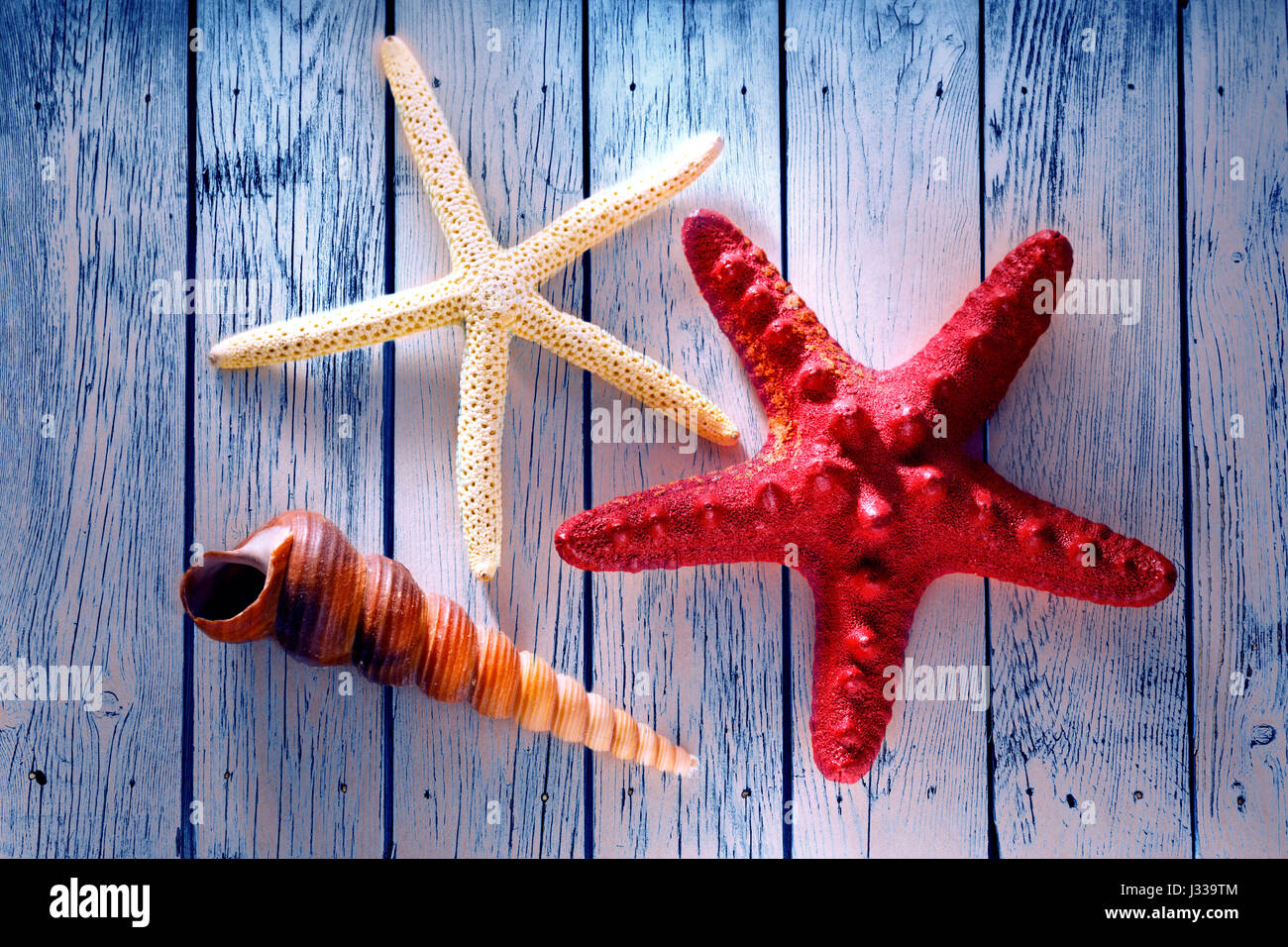 Sea shell and stars in light closeup Stock Photo - Alamy