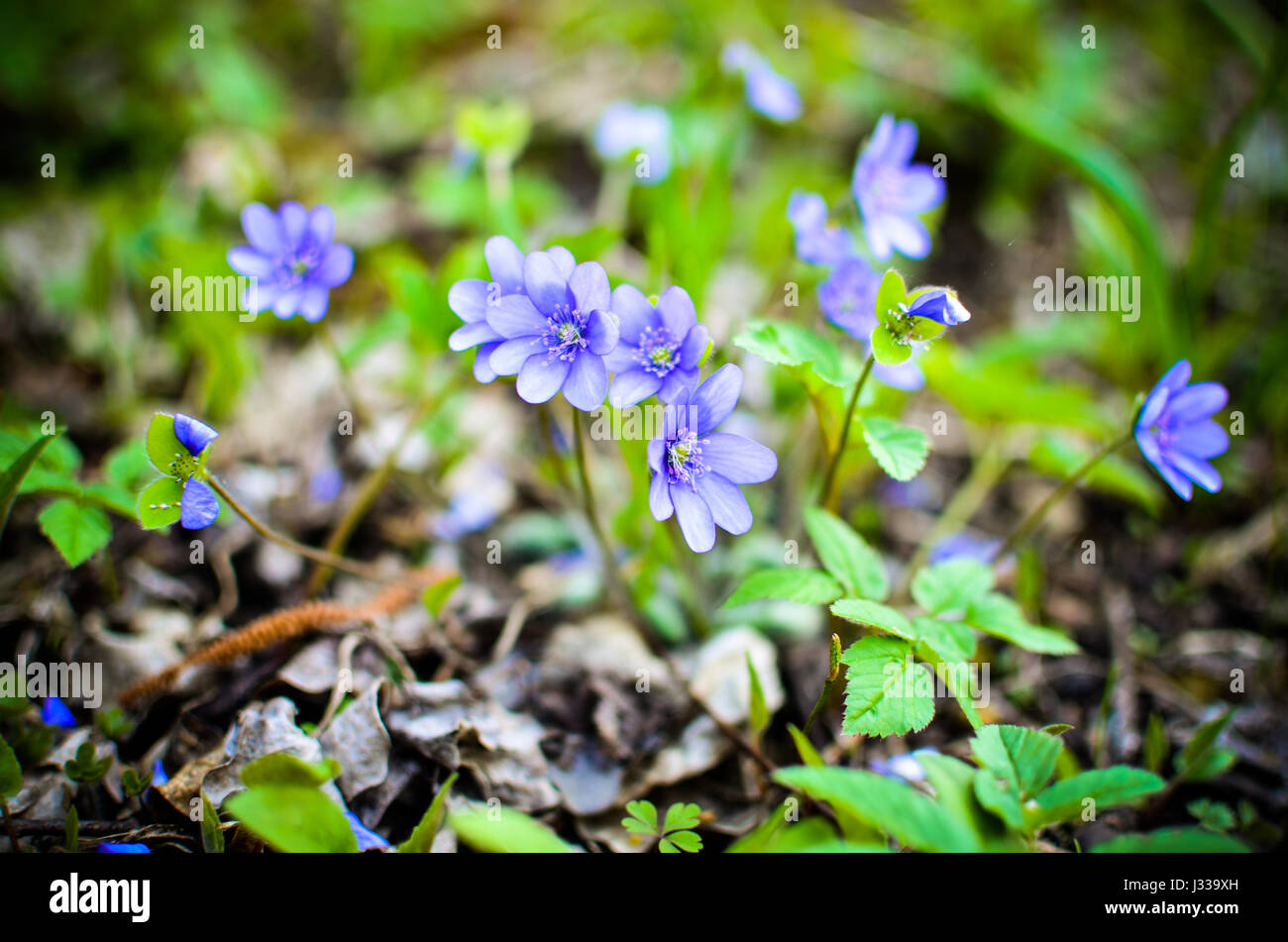 Blue wildflower Hepatica nobilis growing in the forest in spring Stock ...