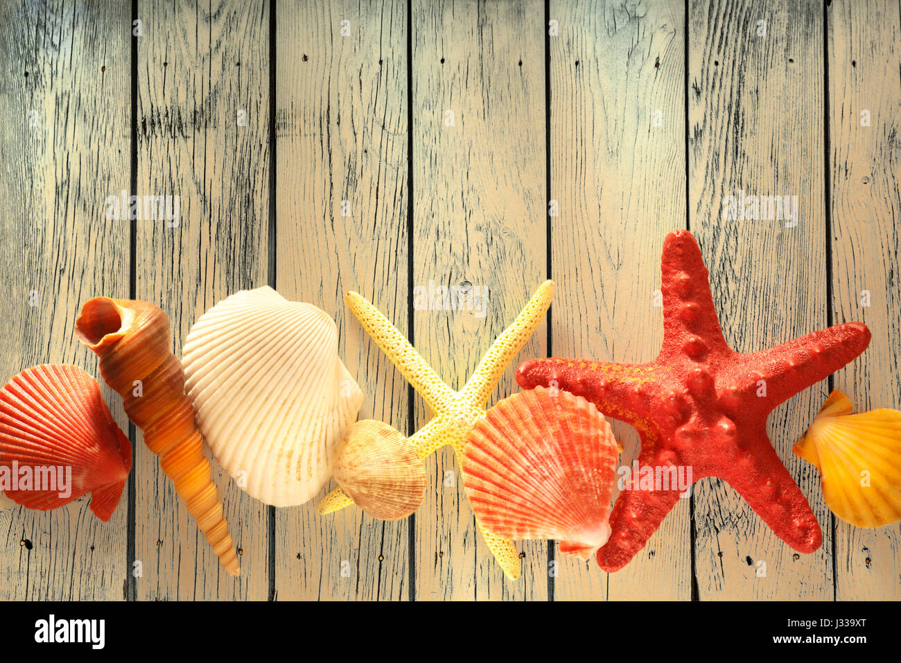 Collection of sea shells and stars in closeup Stock Photo - Alamy