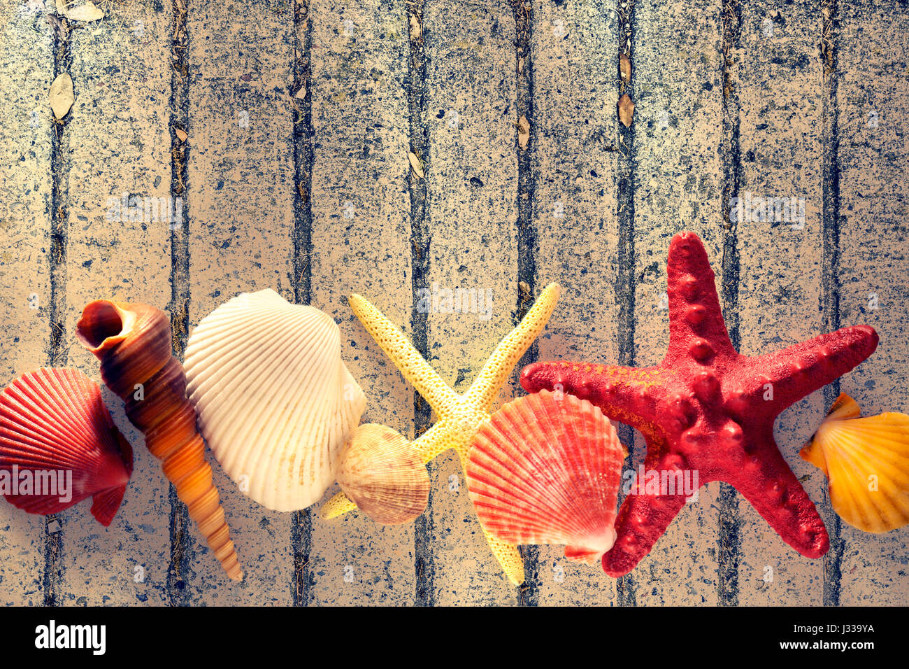 Collection of sea shells and stars in closeup Stock Photo - Alamy