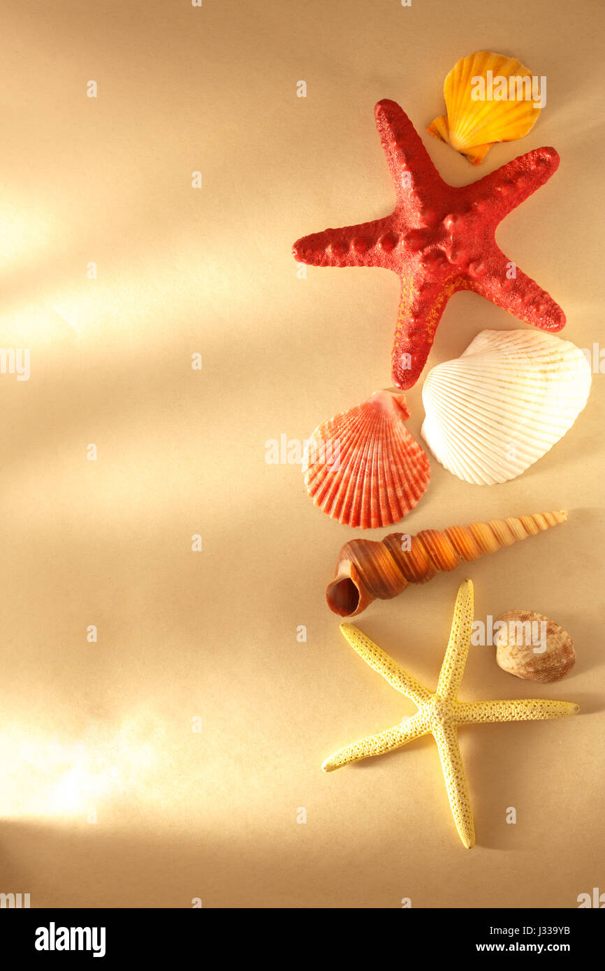 Collection of sea shells and stars in closeup Stock Photo - Alamy