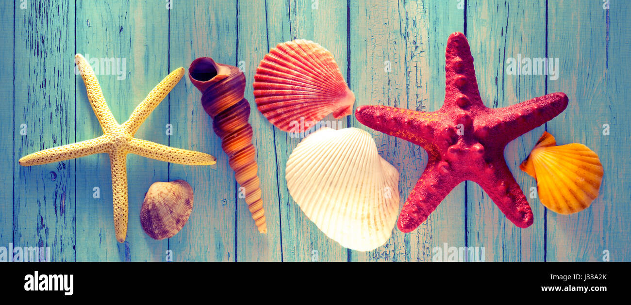 Collection of sea shells and stars in closeup Stock Photo - Alamy