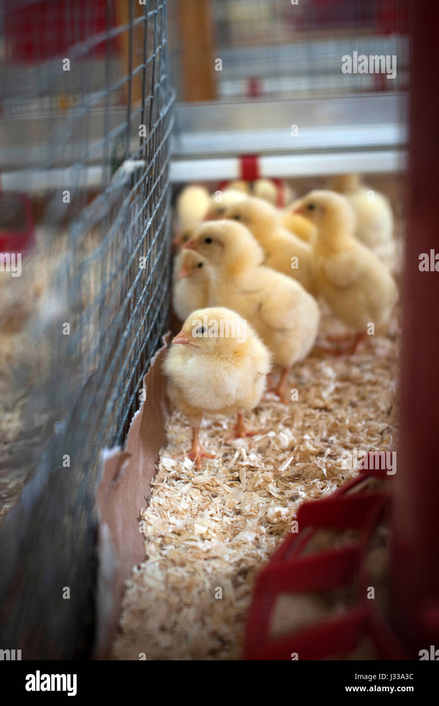 Farm Animals In Pens High Resolution Stock Photography and Images - Alamy
