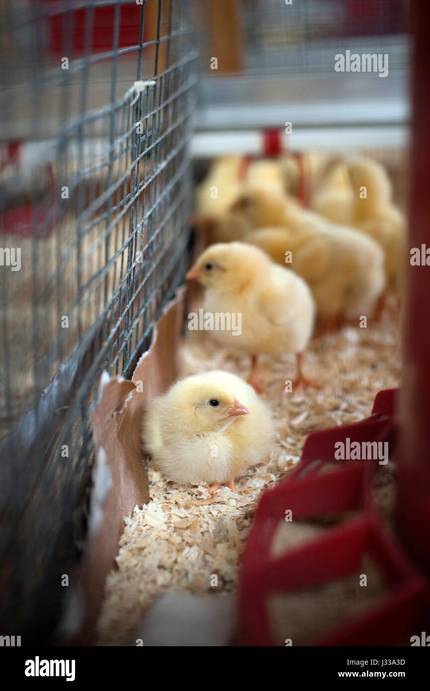 Chicken pens hi-res stock photography and images - Alamy