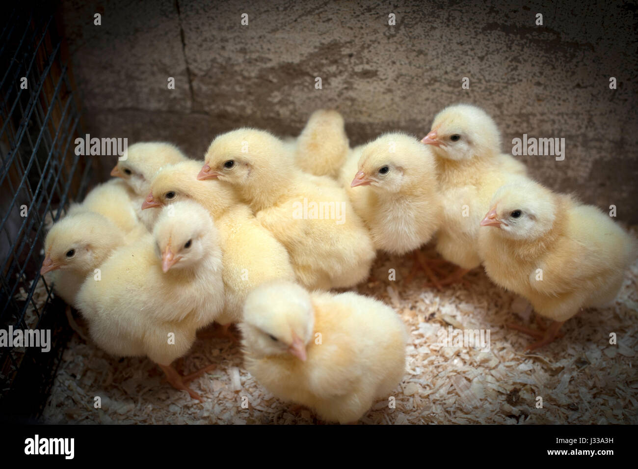 Factory Farming High Resolution Stock Photography and Images - Alamy