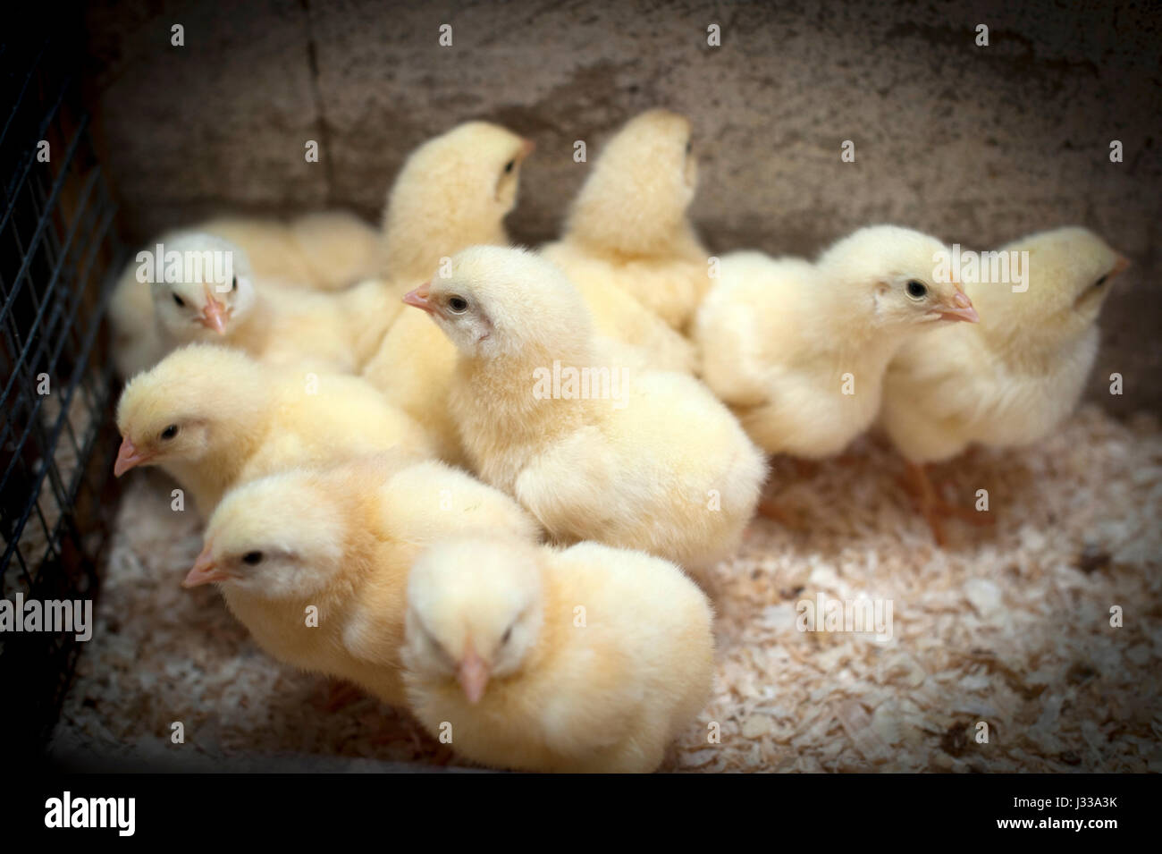 Poultry farming slaughter hi-res stock photography and images - Alamy