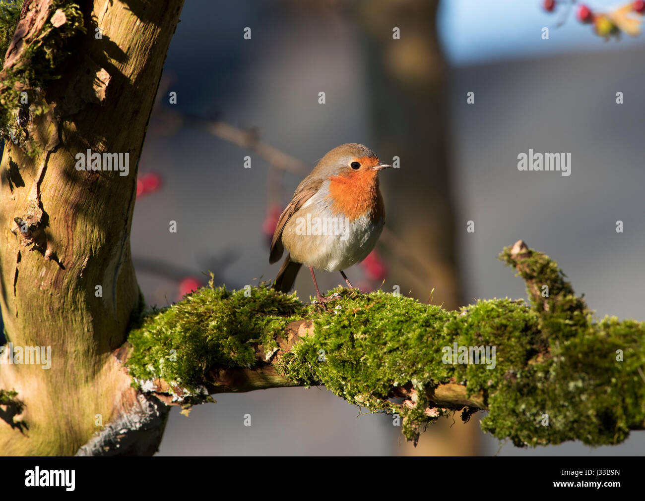 European robin (Erithacus rubecula), Leighton Moss RSPB reserve ...