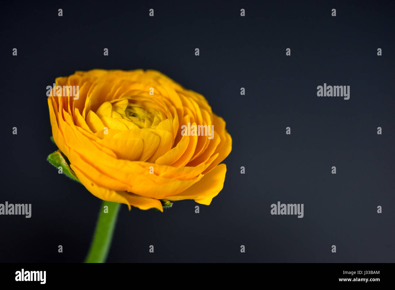 yellow ranunculus with dark background, Hamburg, Germany Stock Photo ...