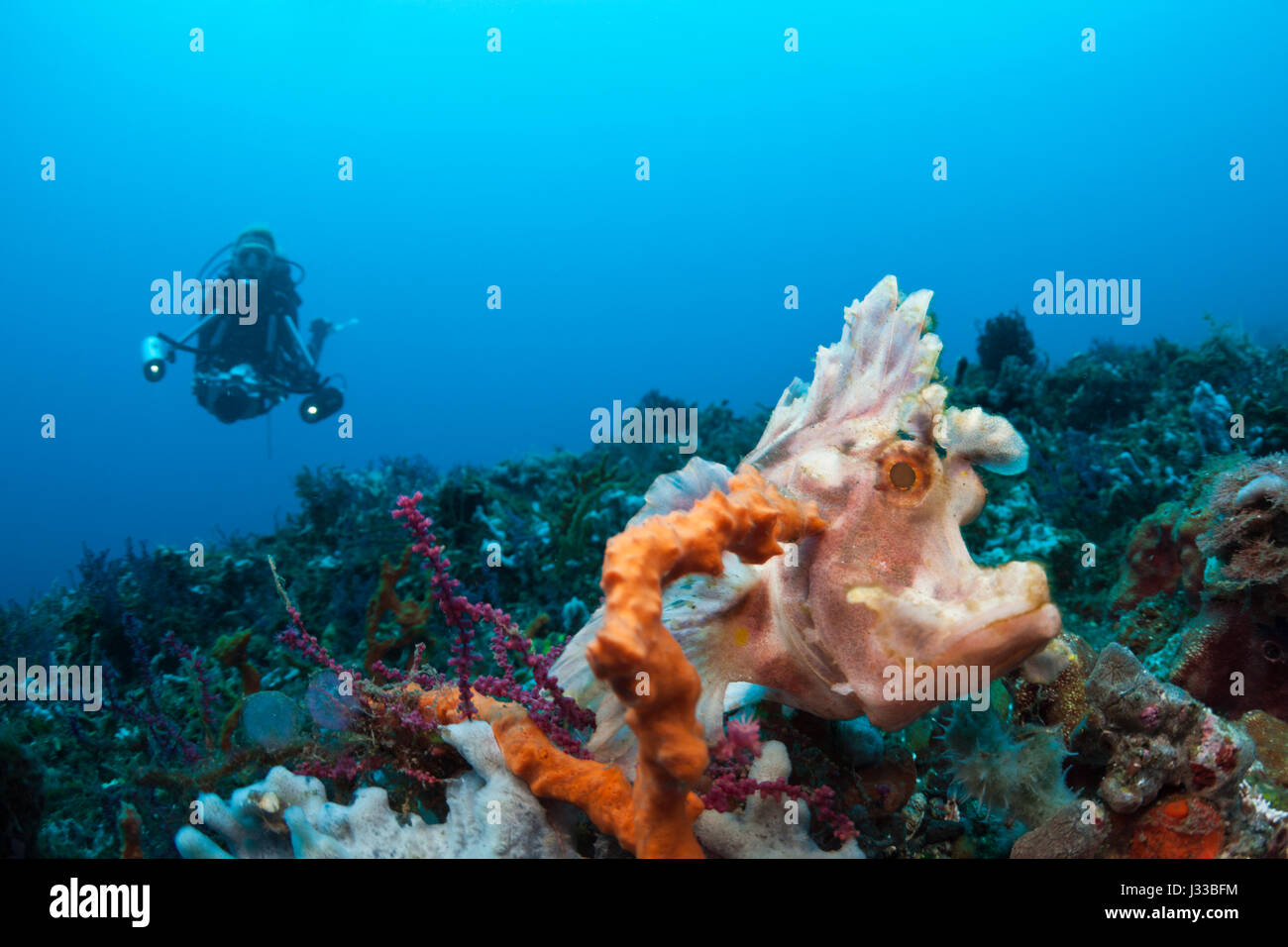 Paddle-flap Scorpionfish, Rhinopias eschmeyeri, Bali, Indonesia Stock ...