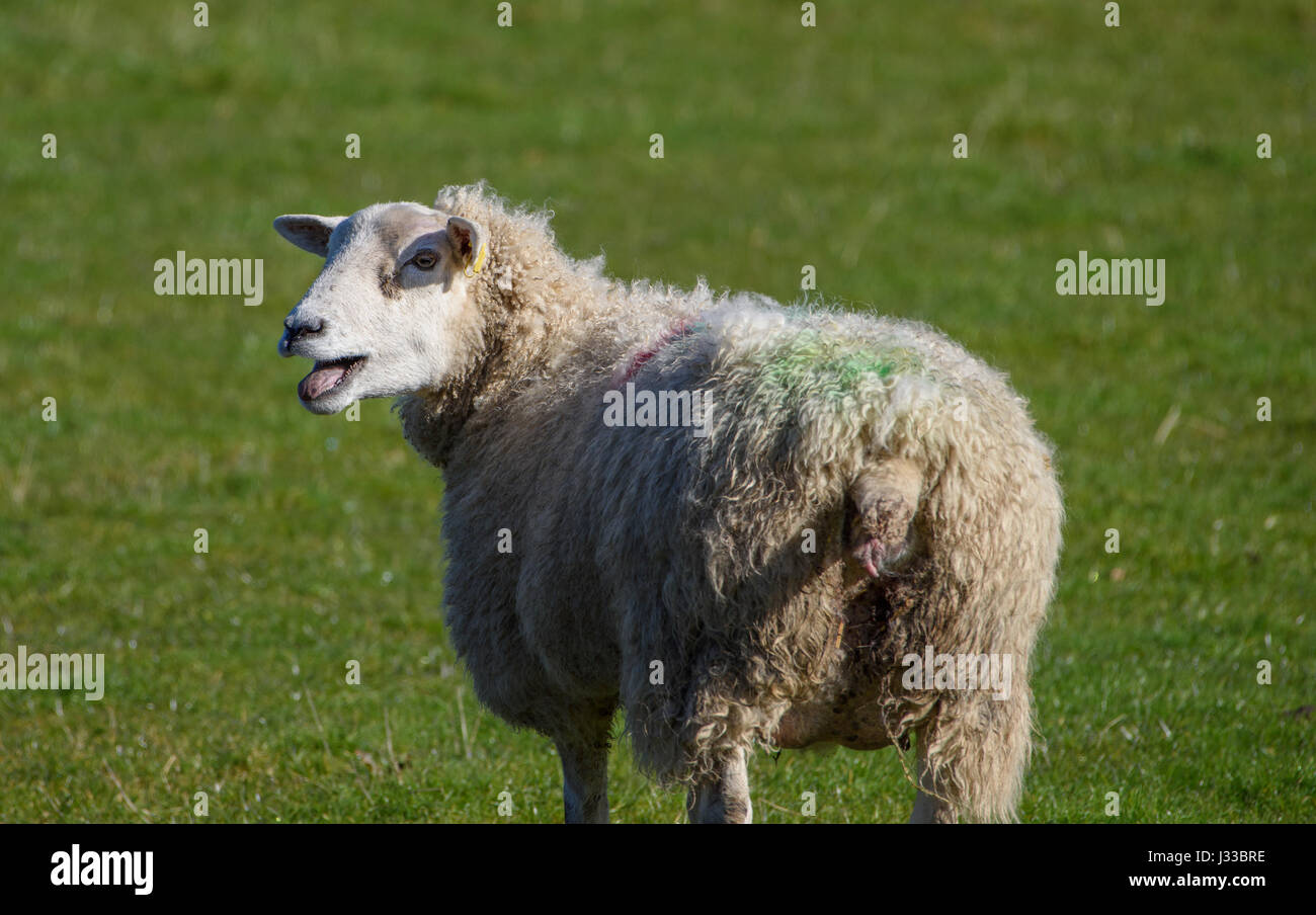 Texel cross ewe baaing for its lambs in a field, Chipping, Lancashire ...