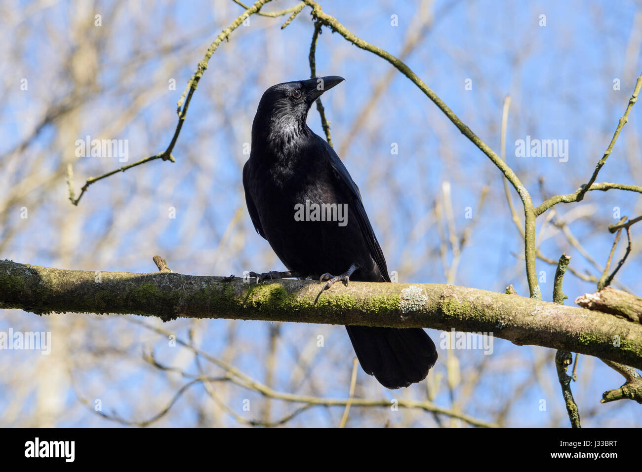 Uk crow hi-res stock photography and images - Alamy