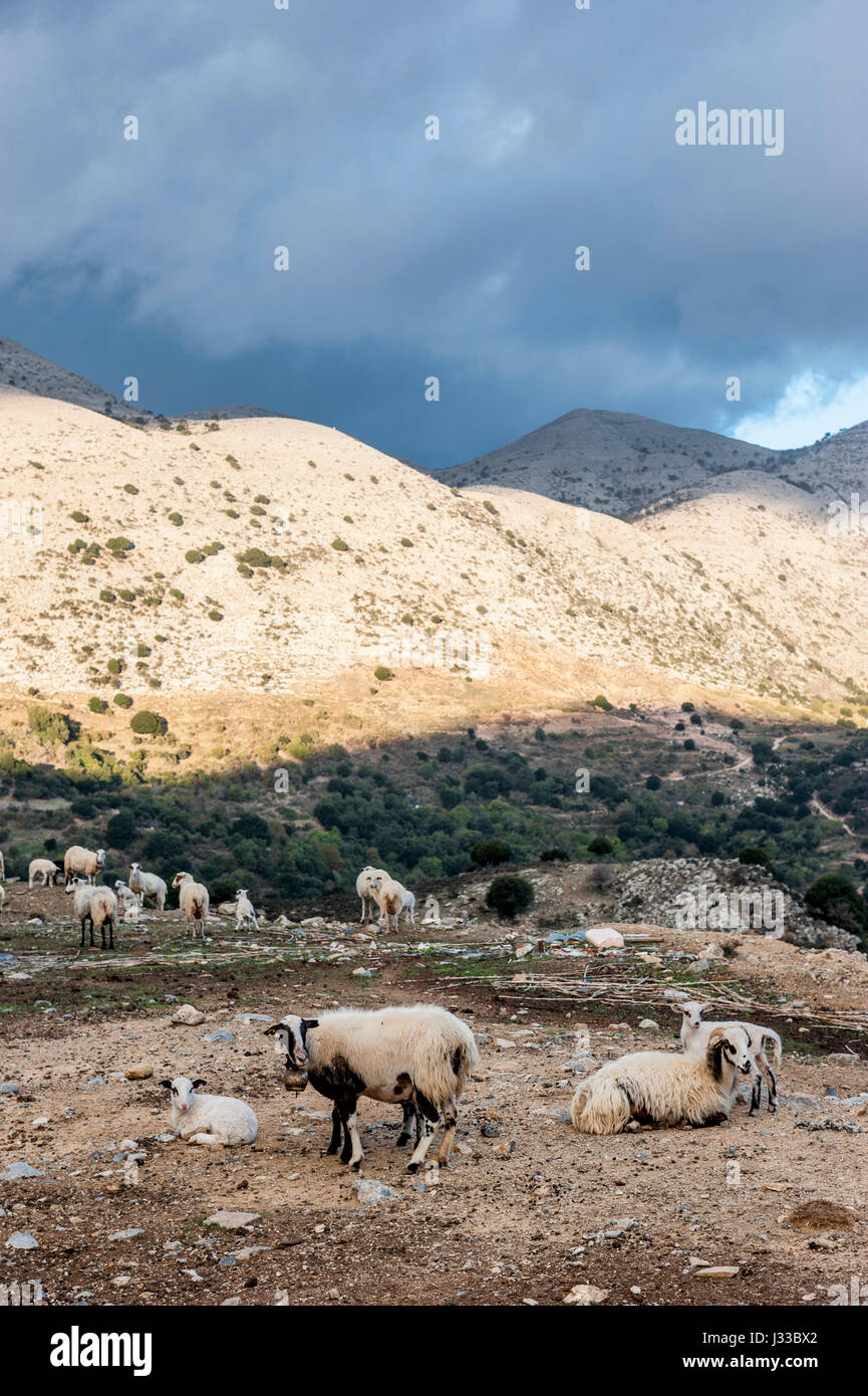Flock of sheep, Lasithi Plateau, Crete, Greece, Europe Stock Photo - Alamy