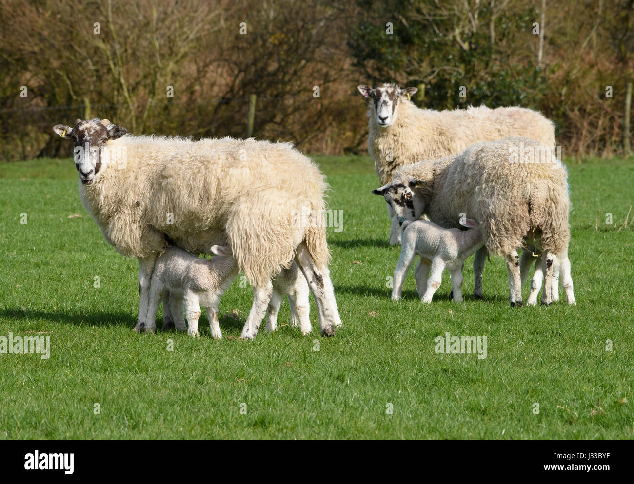 British milk sheep hi-res stock photography and images - Alamy