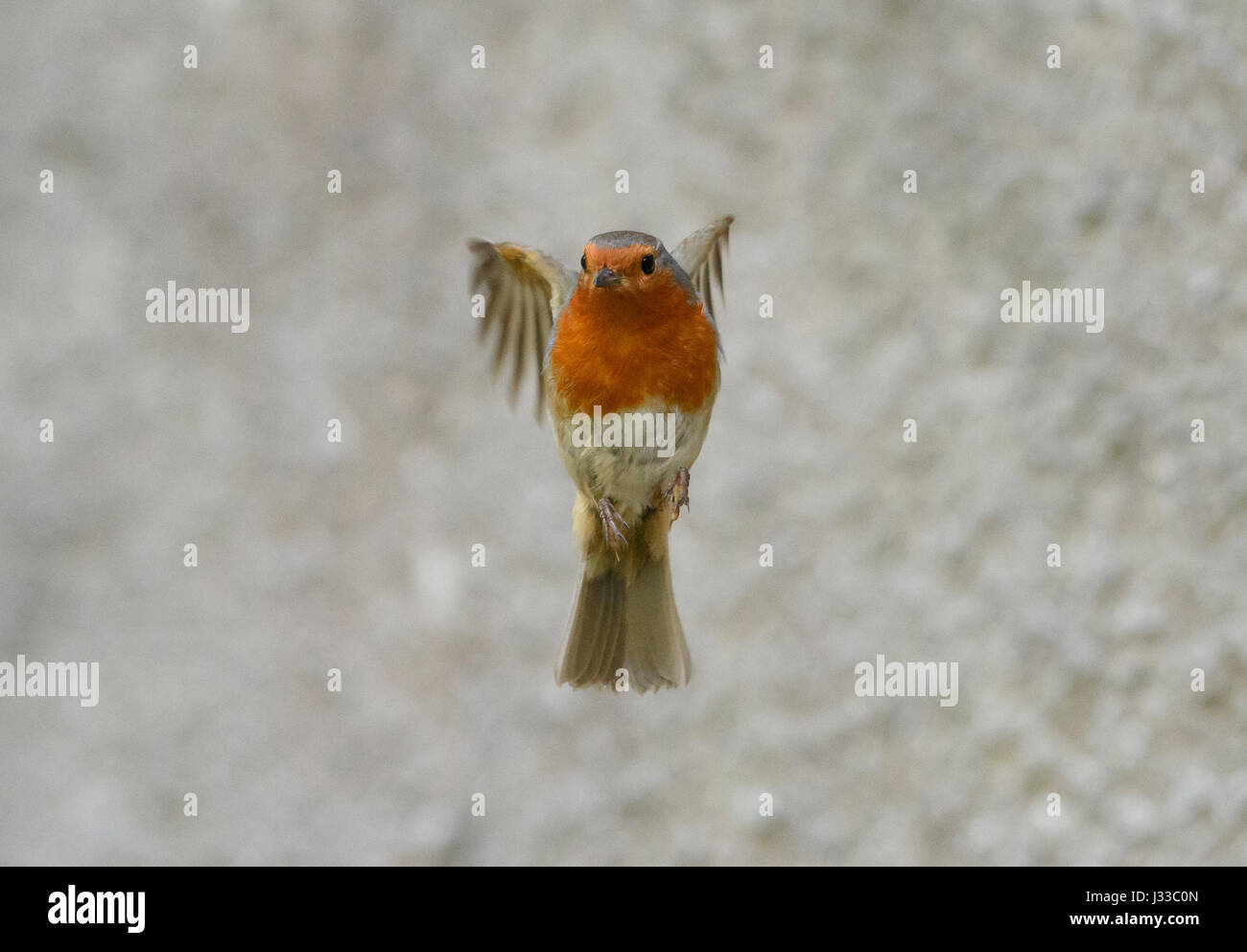 Robin flying hi-res stock photography and images - Alamy