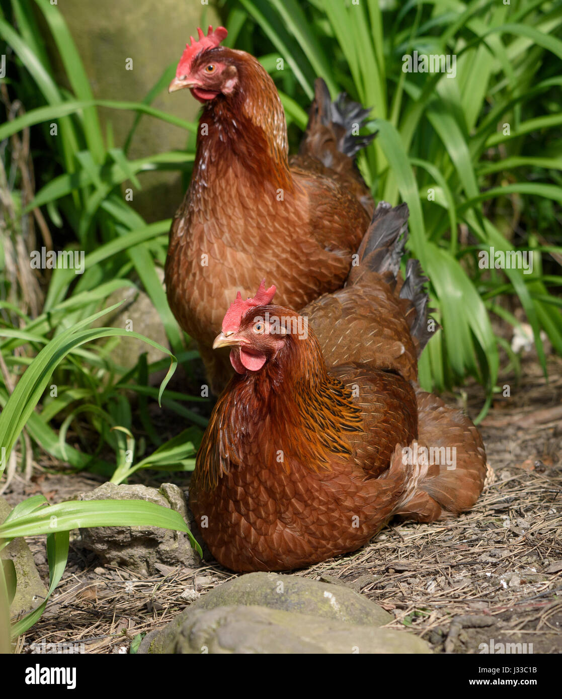 Close up of a Welsummer or Welsumer chicken, a Dutch breed of domestic ...