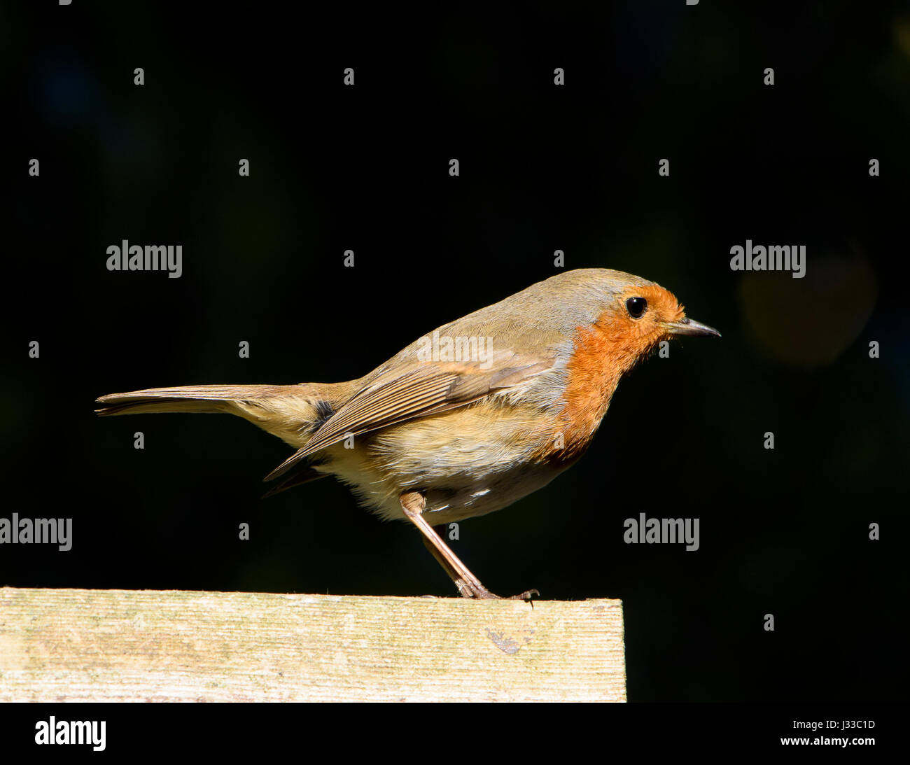 Side view of European Robin, Chipping, Lancashire Stock Photo - Alamy