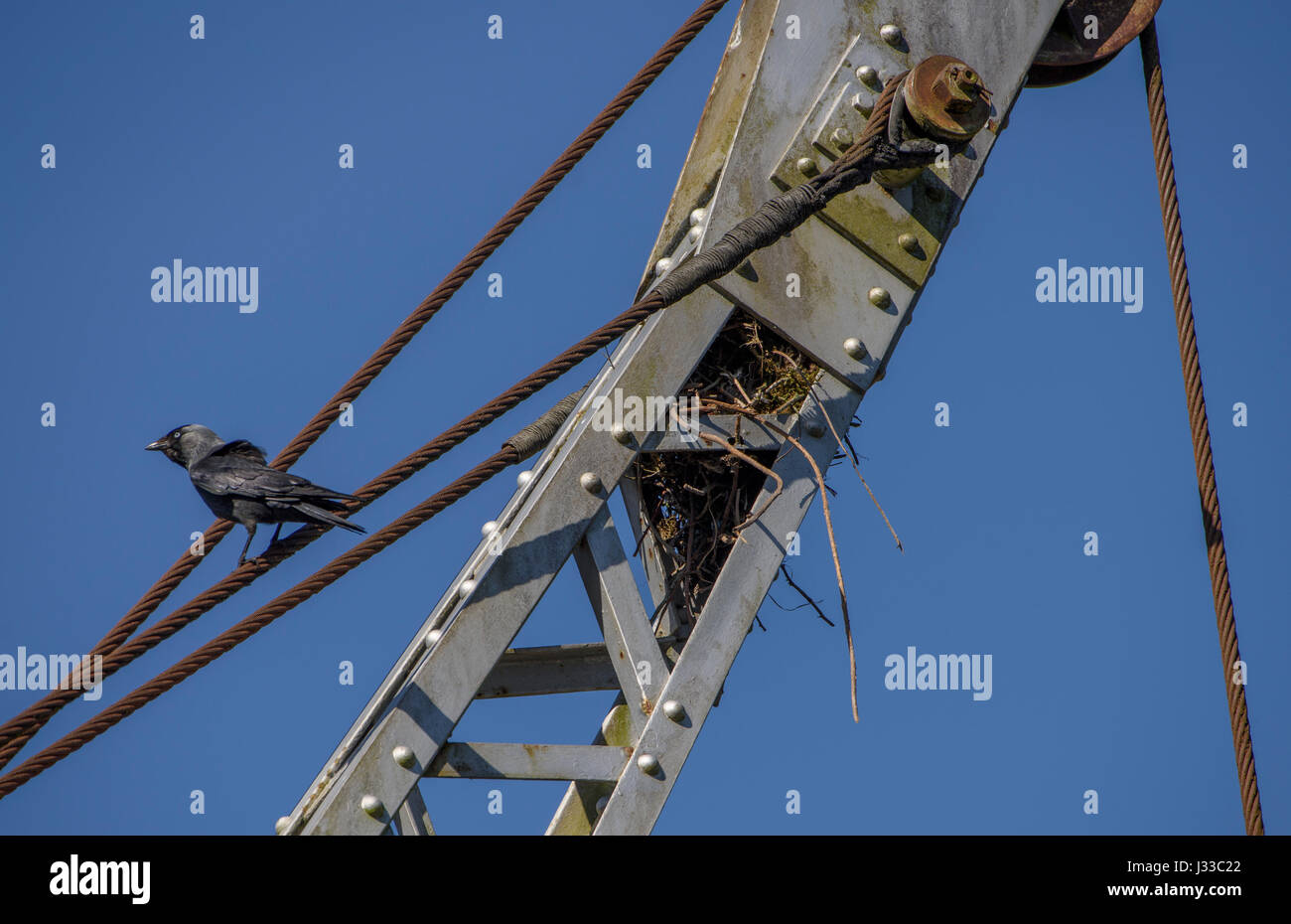 Jackdaw making nest hi-res stock photography and images - Alamy