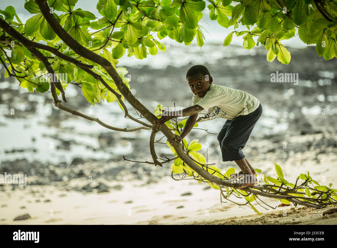 Little native boy climbing on a branch of a tree, Sao Tome, Sao Tome ...