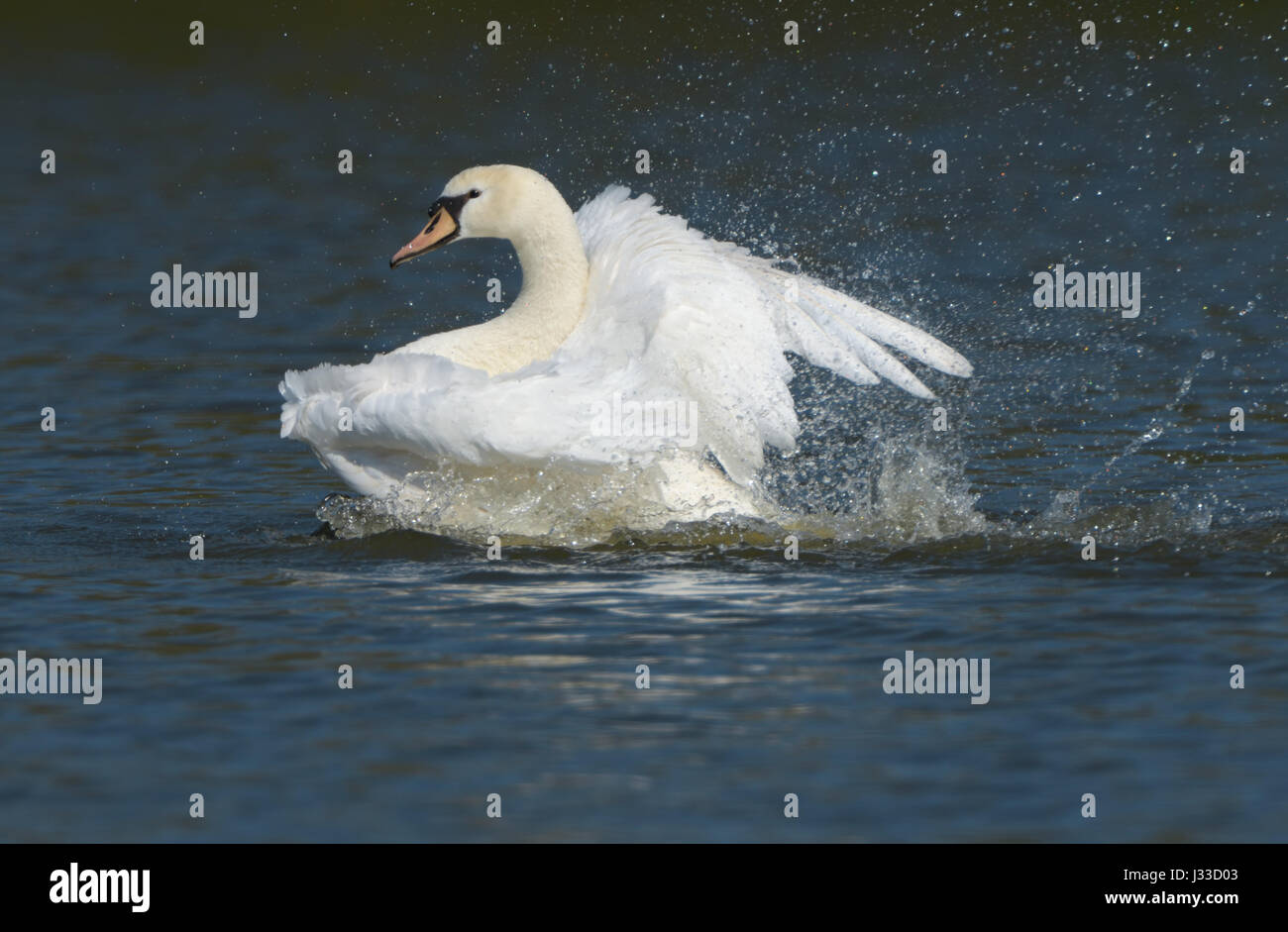 Splashing around legs hi-res stock photography and images - Alamy