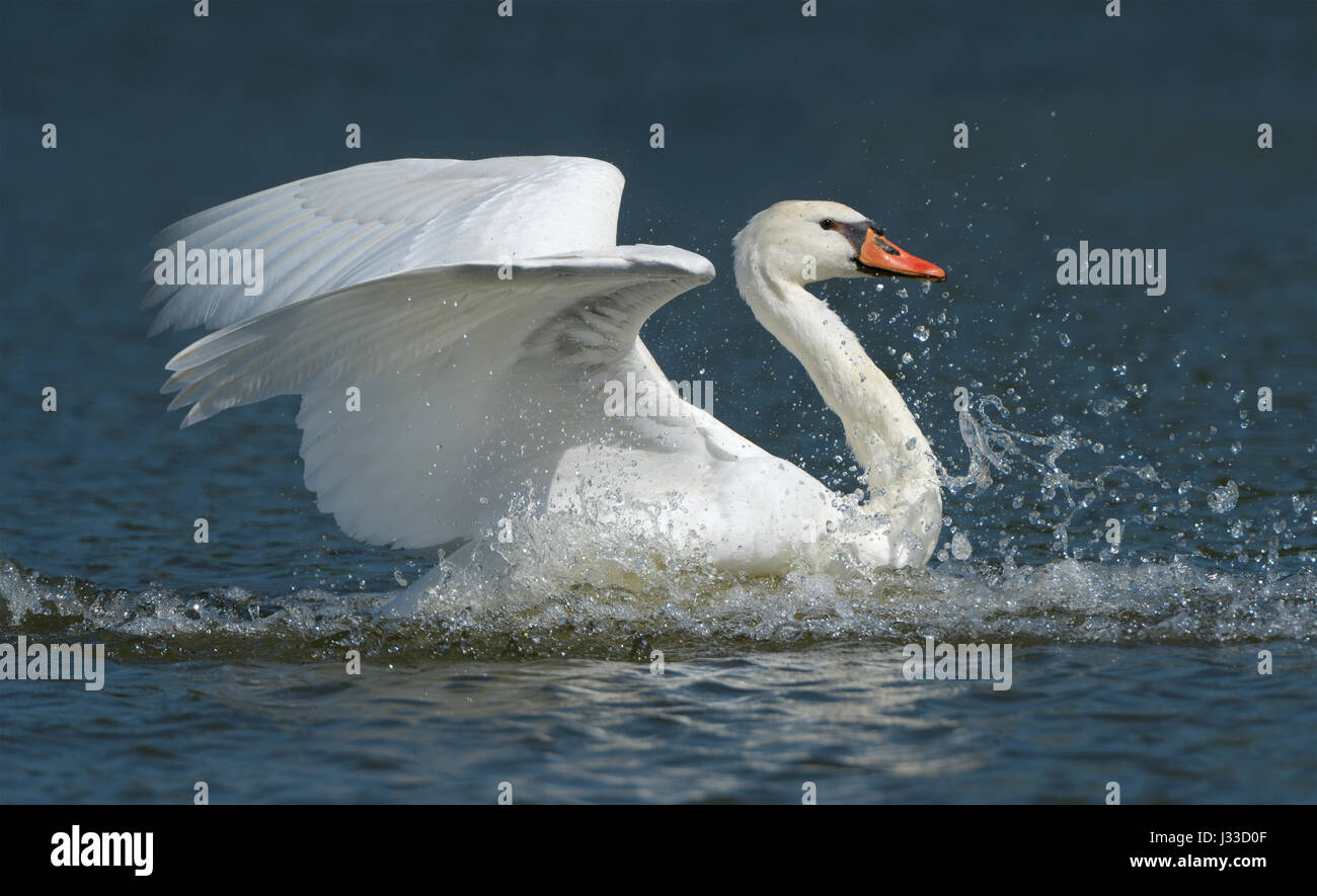 Mute Swan cleaning itself by bathing in a small lake and splashing ...