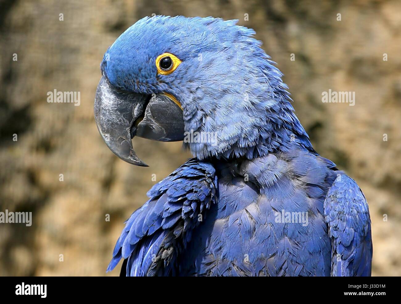 Guacamayo pantanal hi-res stock photography and images - Alamy